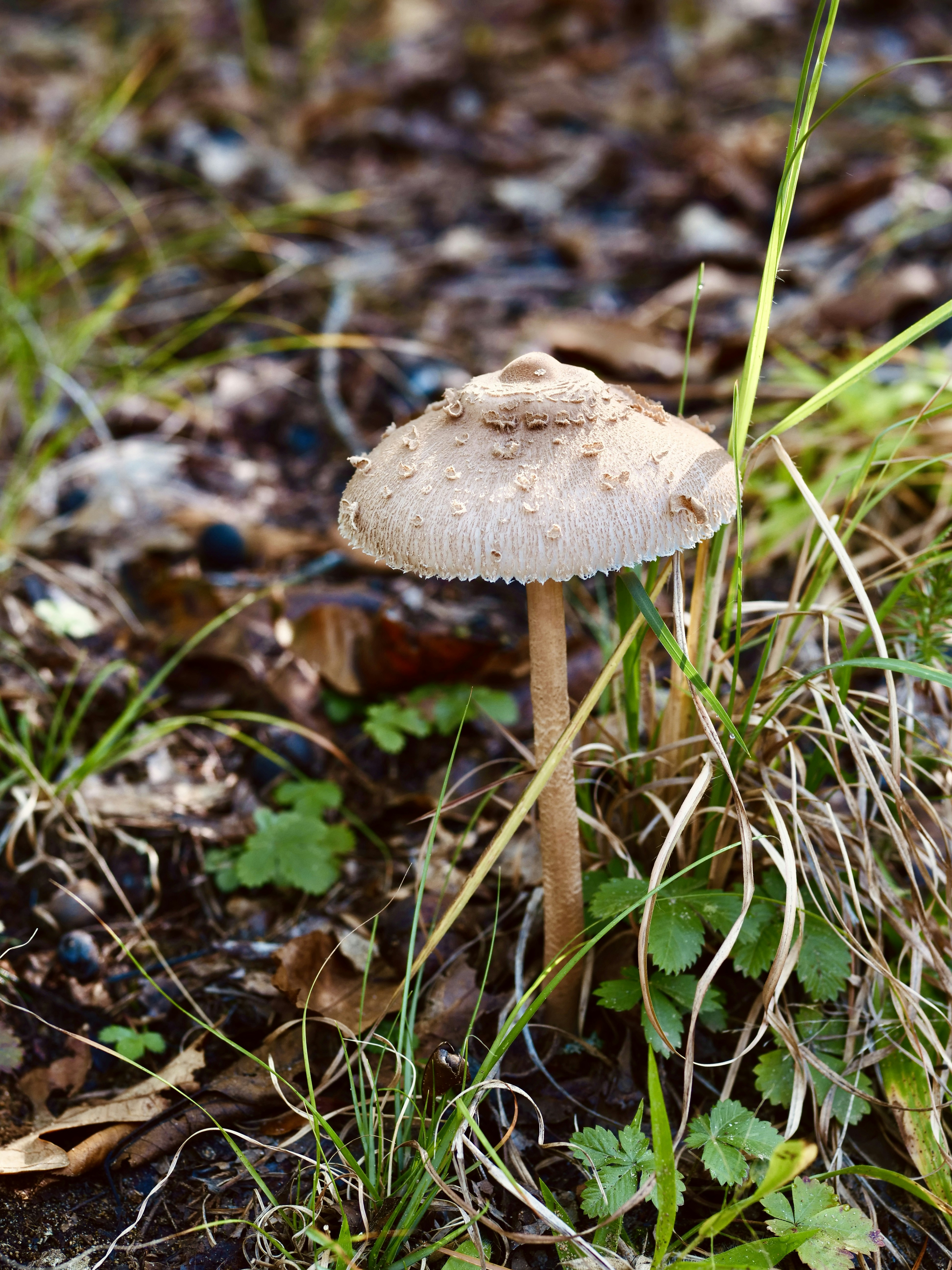 Single Mushroom Sentinel Rising from a Leaf-Litter Floor