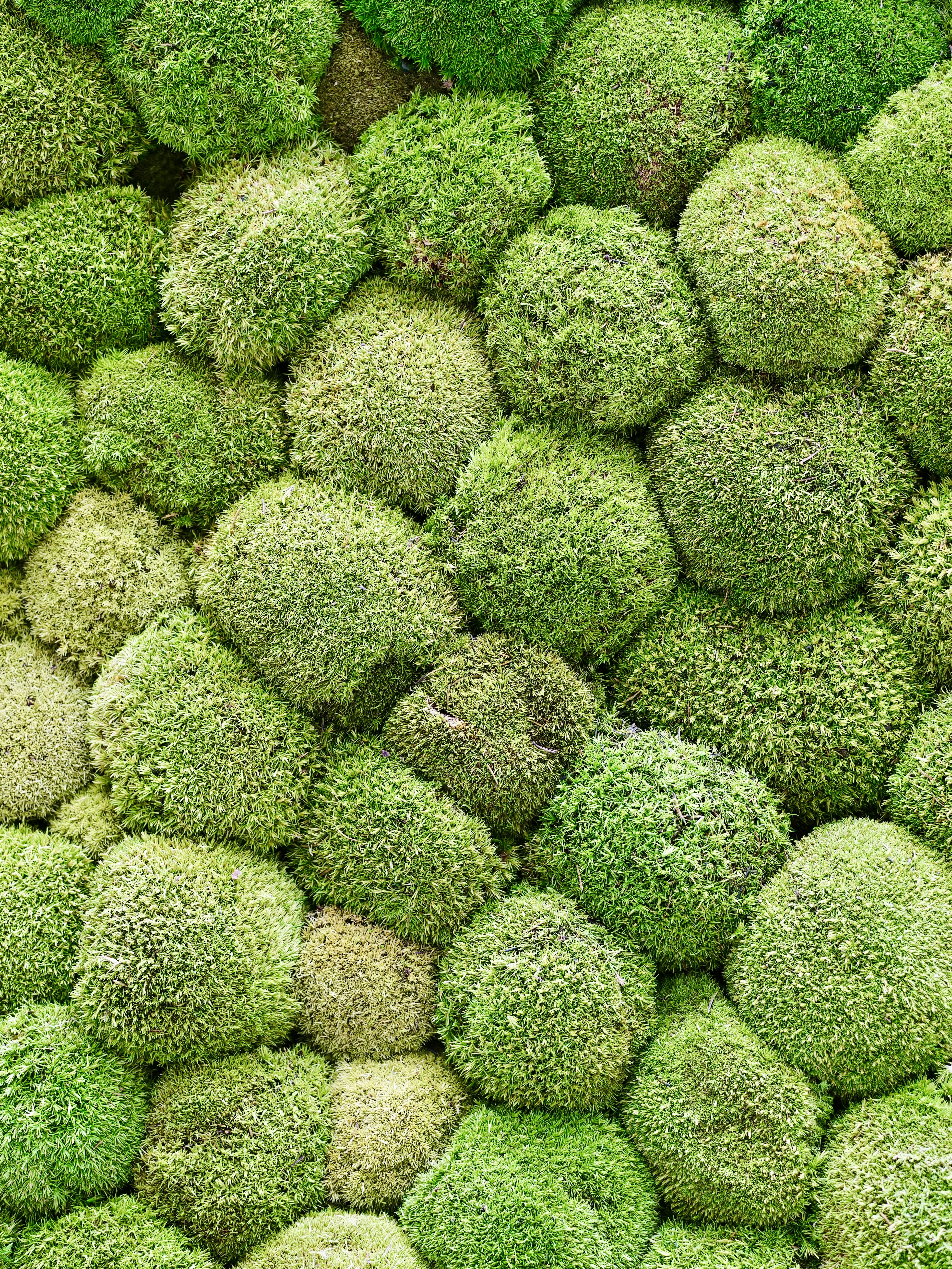 A Lush Quilt of Mossy Orbs