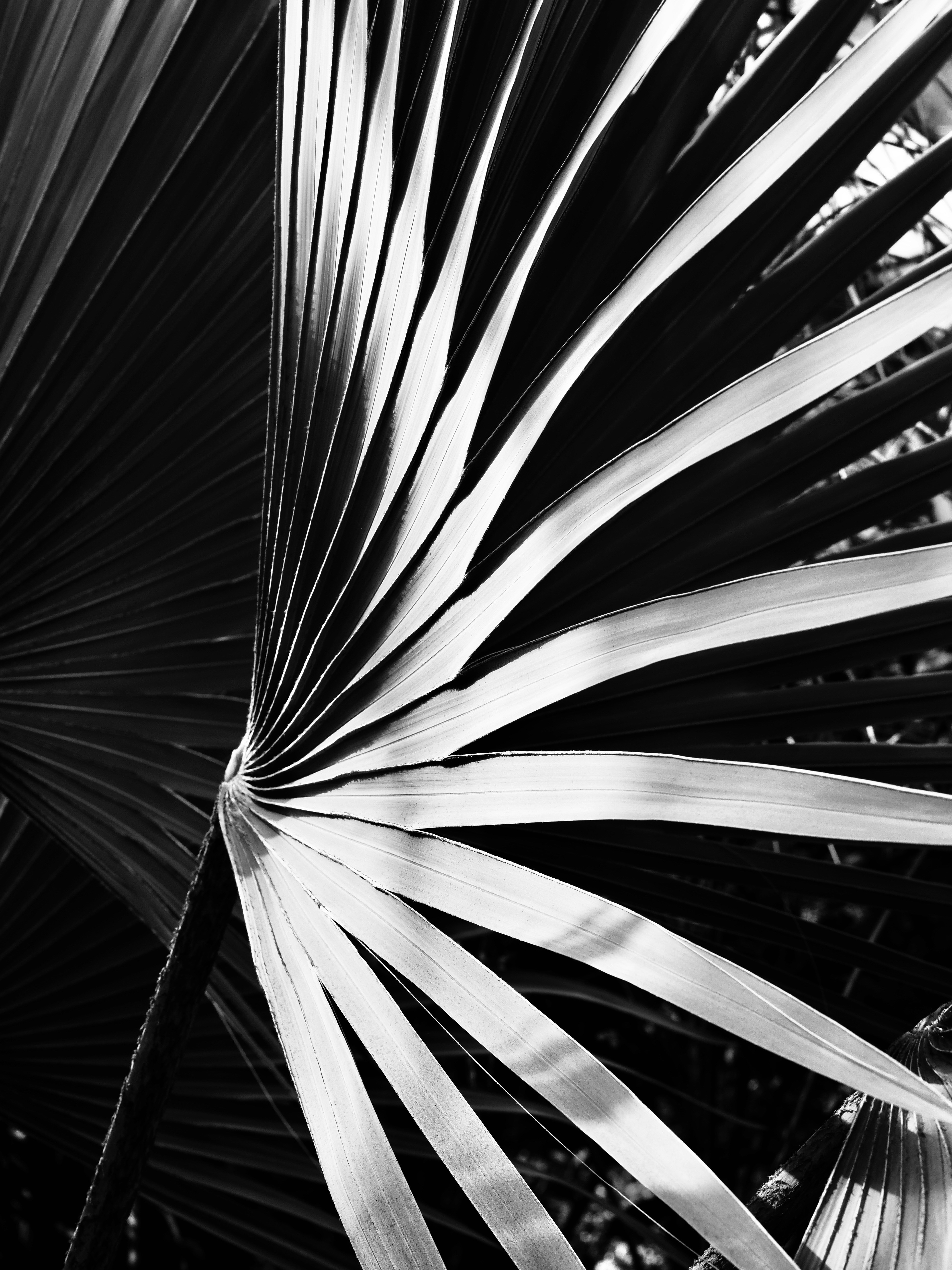 Monochrome Palm Fronds: Radiating Striations in Quiet Light