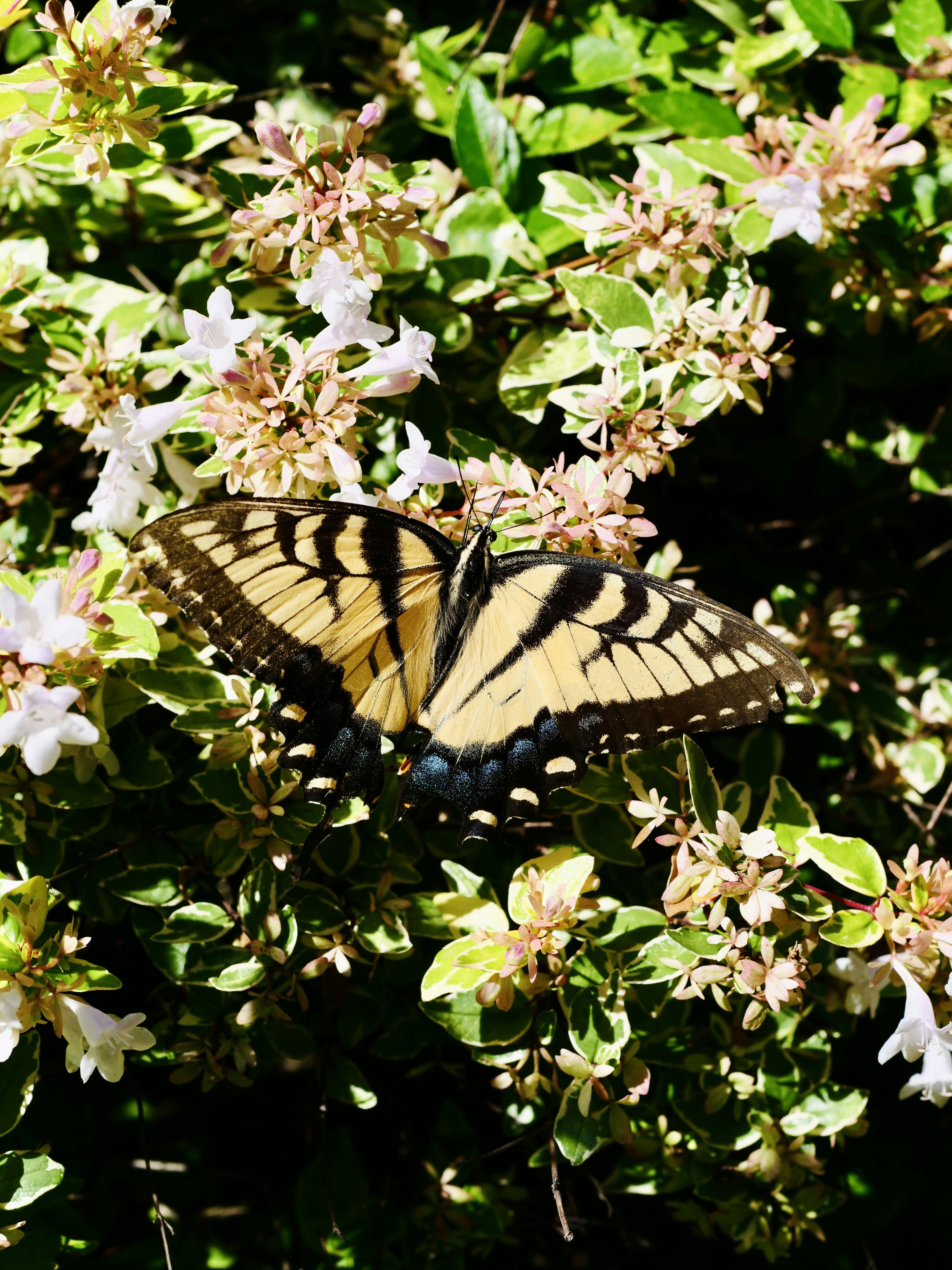 Butterfly on a blush of jasmine: sunlight catching yellow and black wings