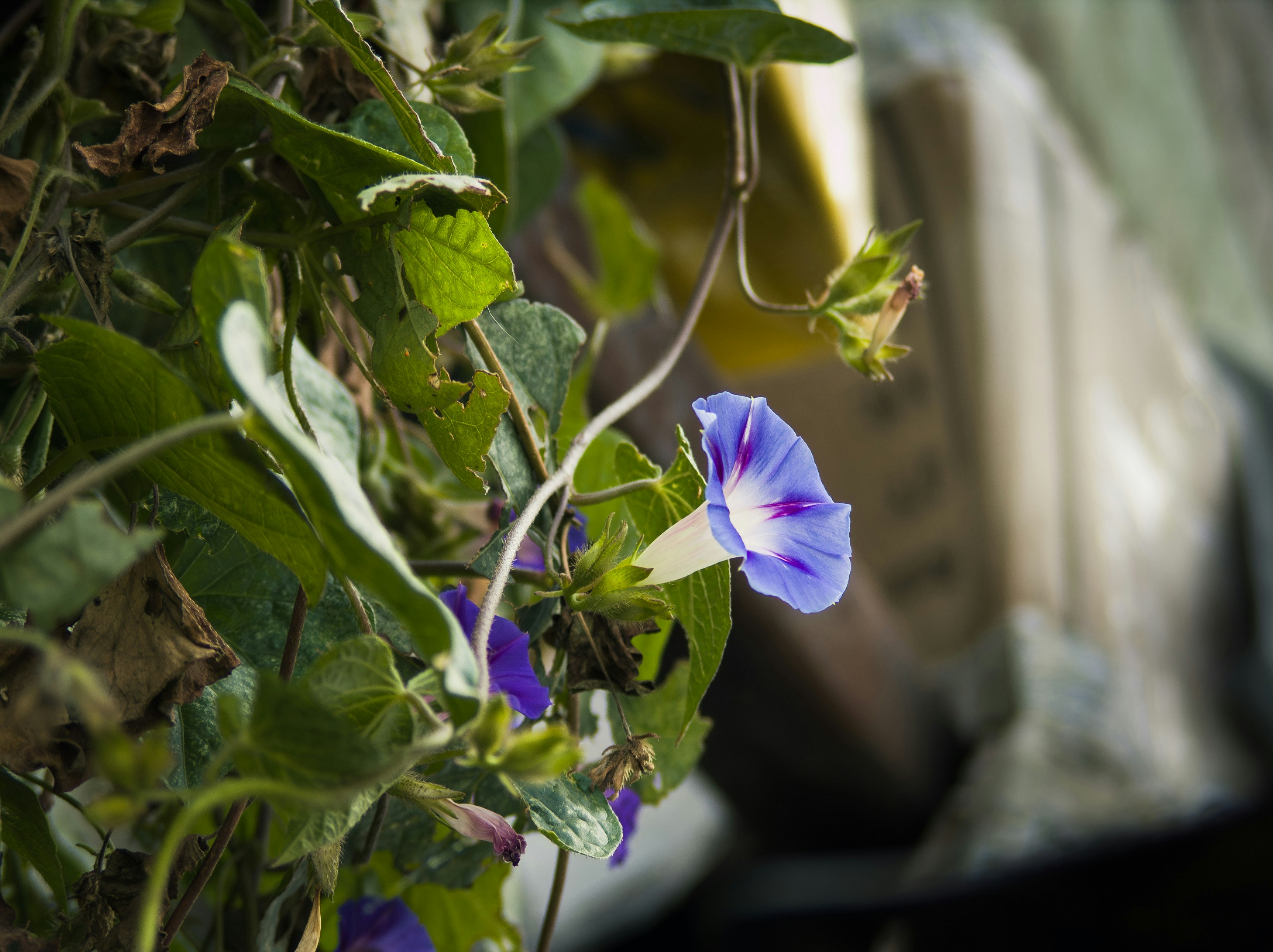 Violet Morning Veil: A Morning Glory in Focus