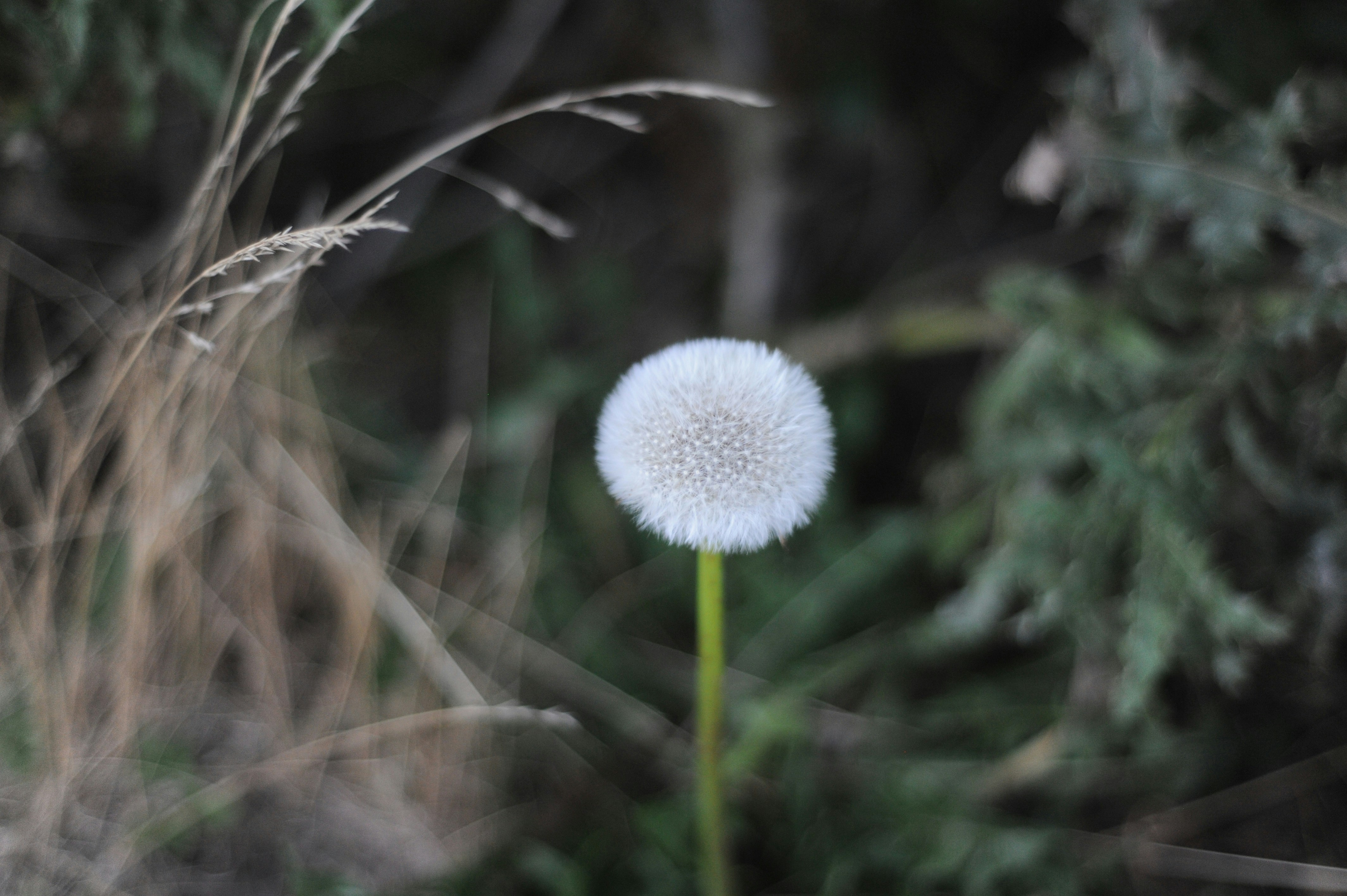 Whispering Puff: a lone dandelion crown in soft focus