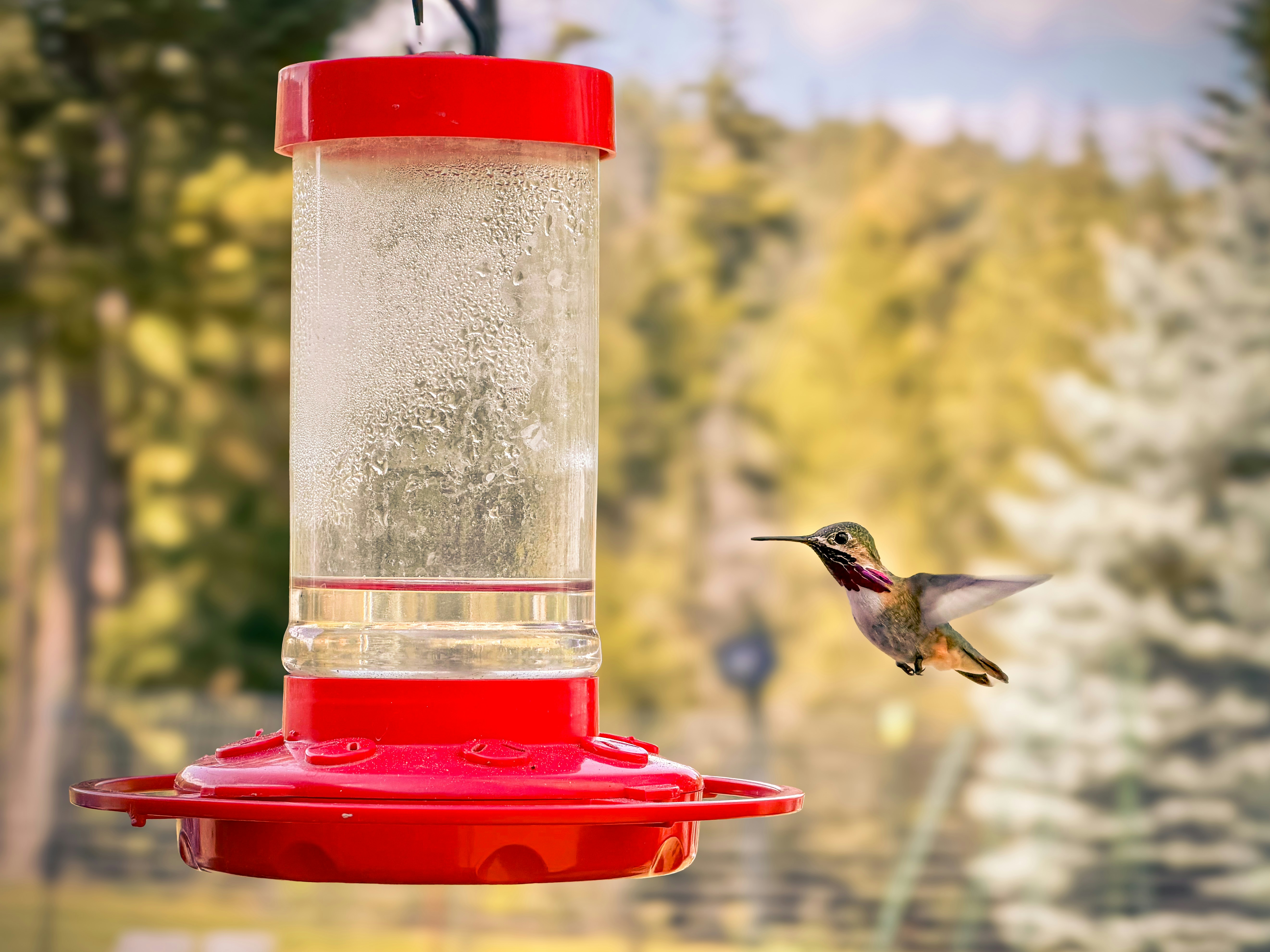 A red hummingbird feeder sits in the foreground while a hummingbird darts toward it in a sunlit garden, with blurred trees in the background. It is a photograph showing a garden scene with a feeder and a small bird in motion.