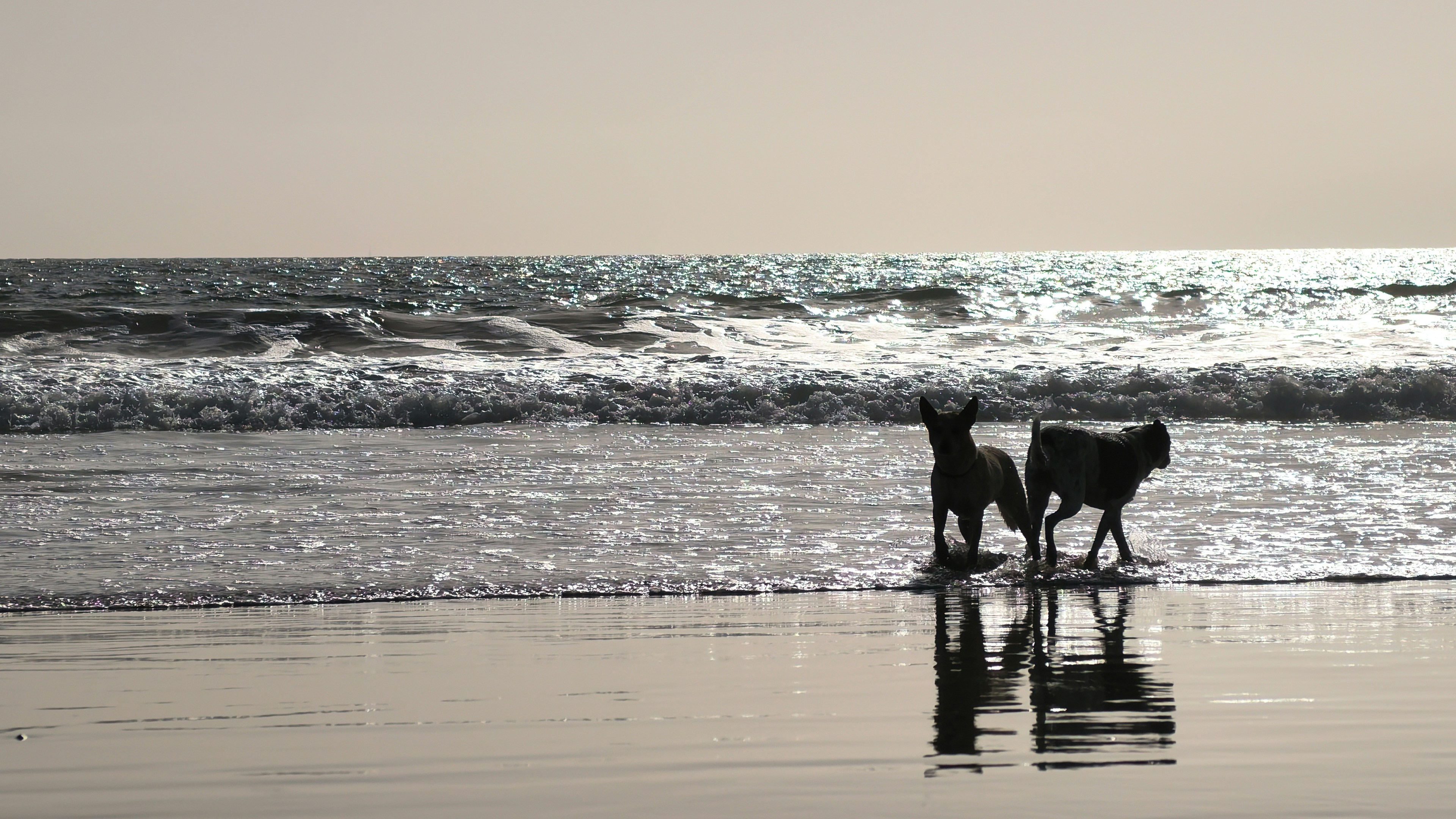 Dual silhouettes at the shoreline: dogs crossing a sunlit tide