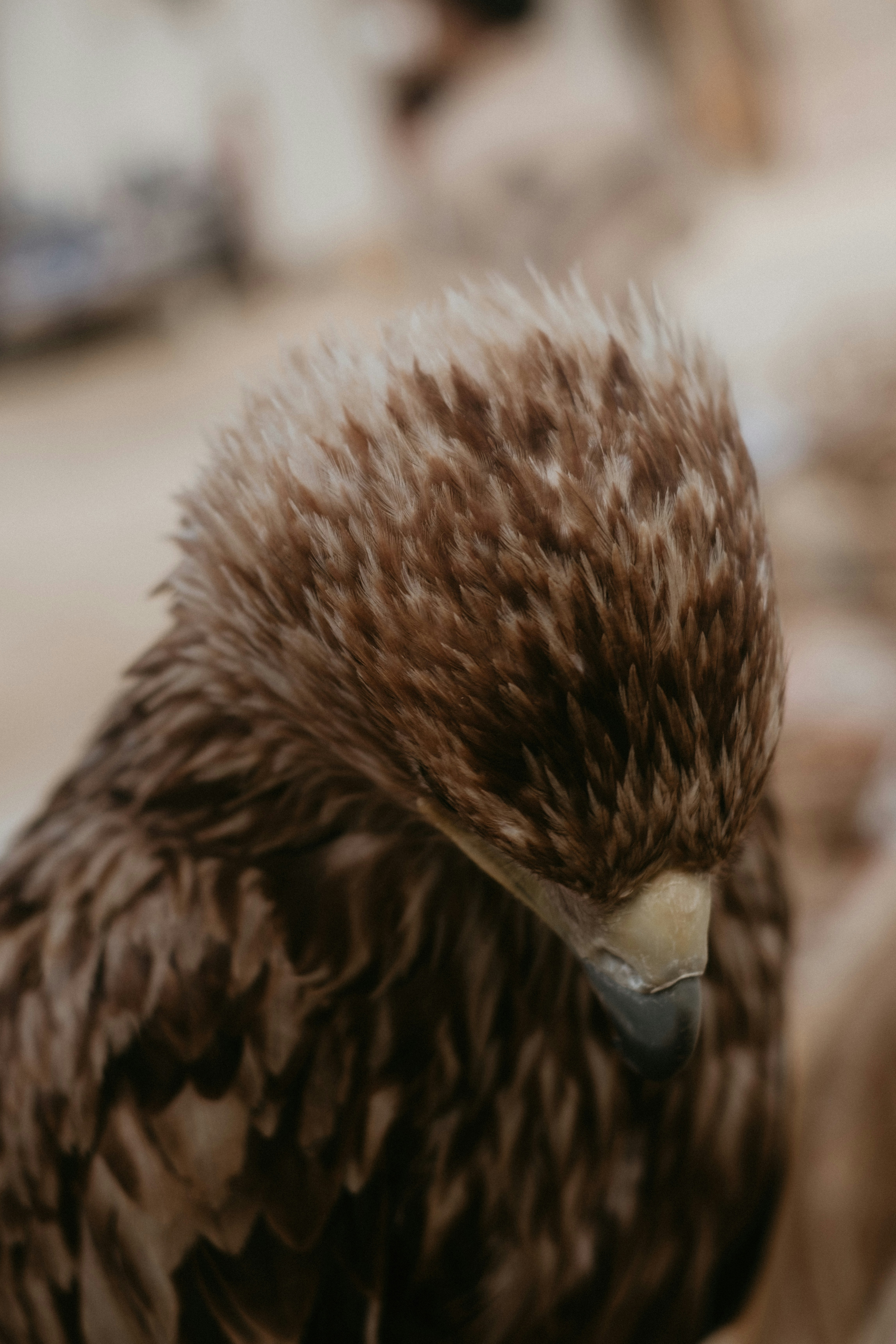 Center of Attention: A Feathery Head Down in Quiet Focus
