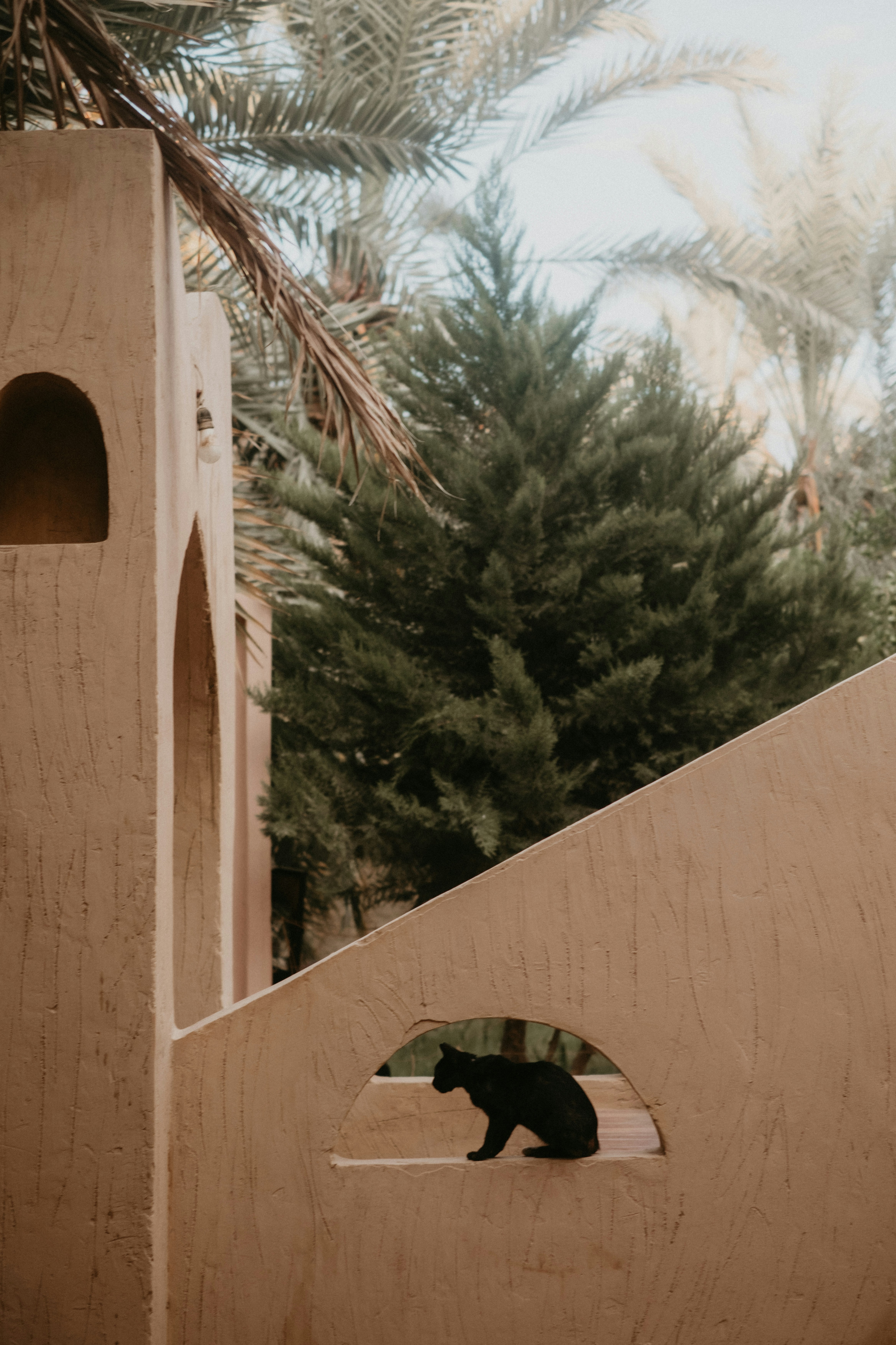 Shadowed Feline in a Desert Courtyard