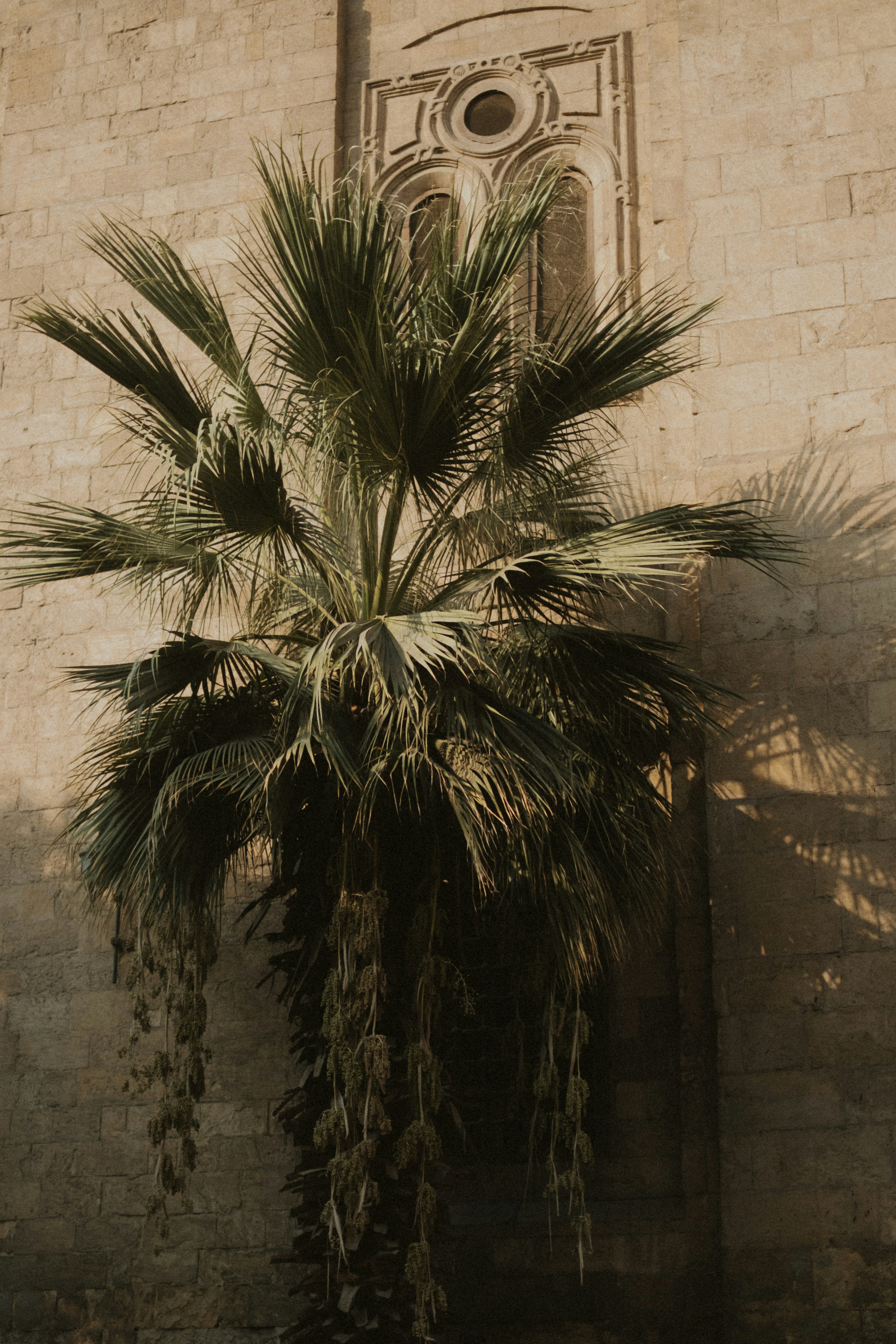 Palm Shadowed Arch: A Sunlit Facade Framed by a Lush Frond