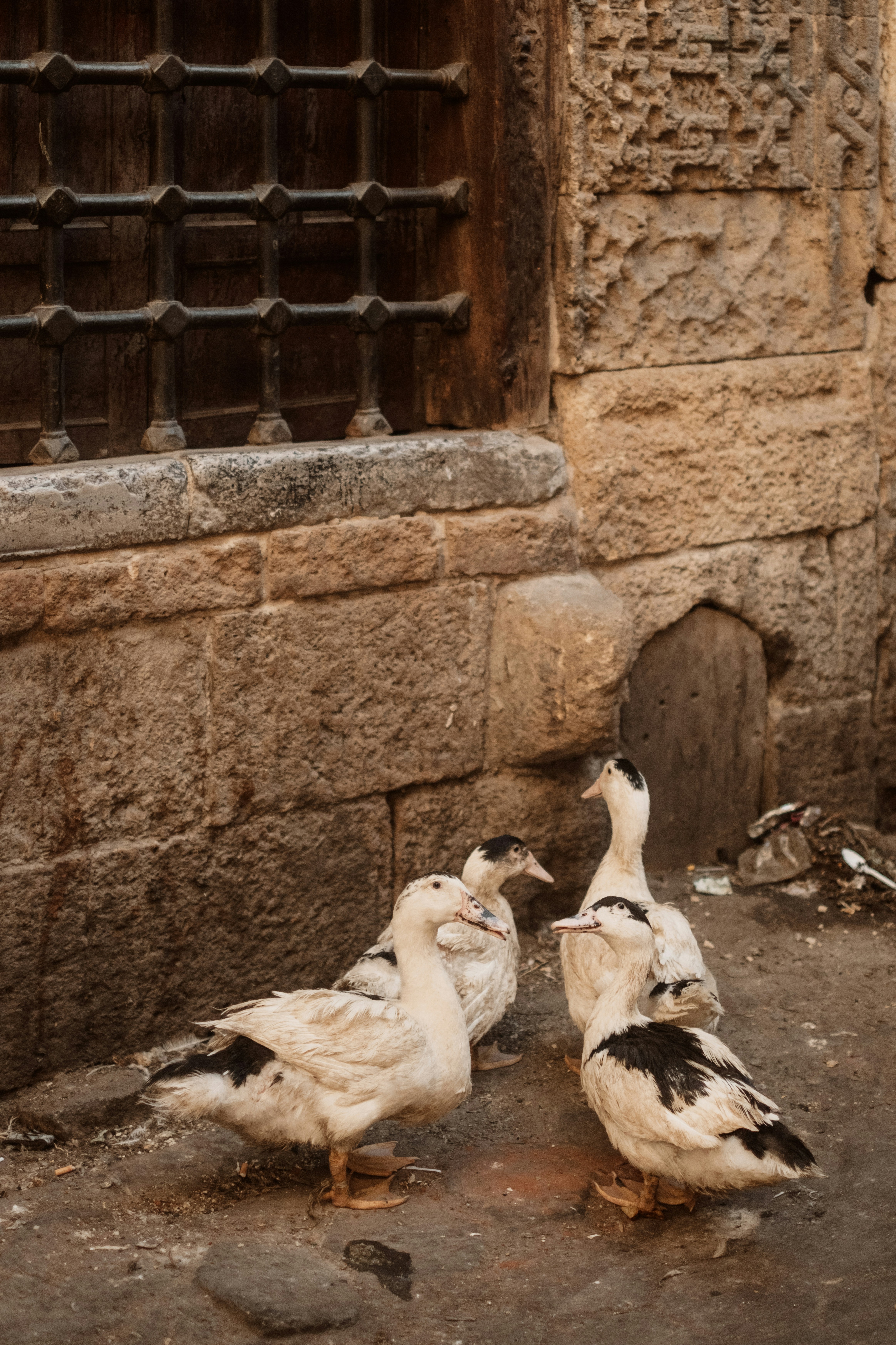 Court of Feathers: A Quack of Five by the Wall
