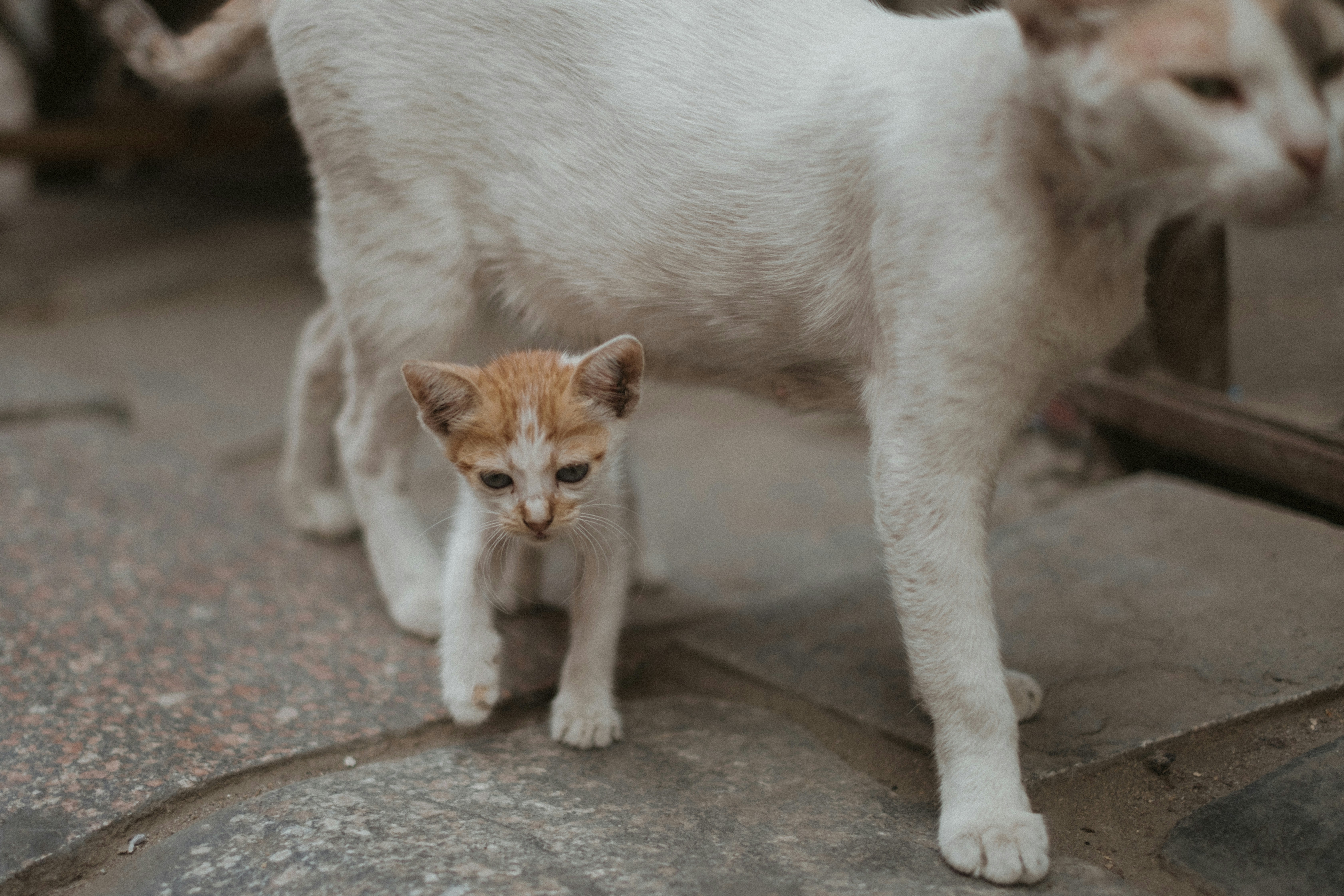 Tiny Courage Under the Shadow of a Gentle Giant