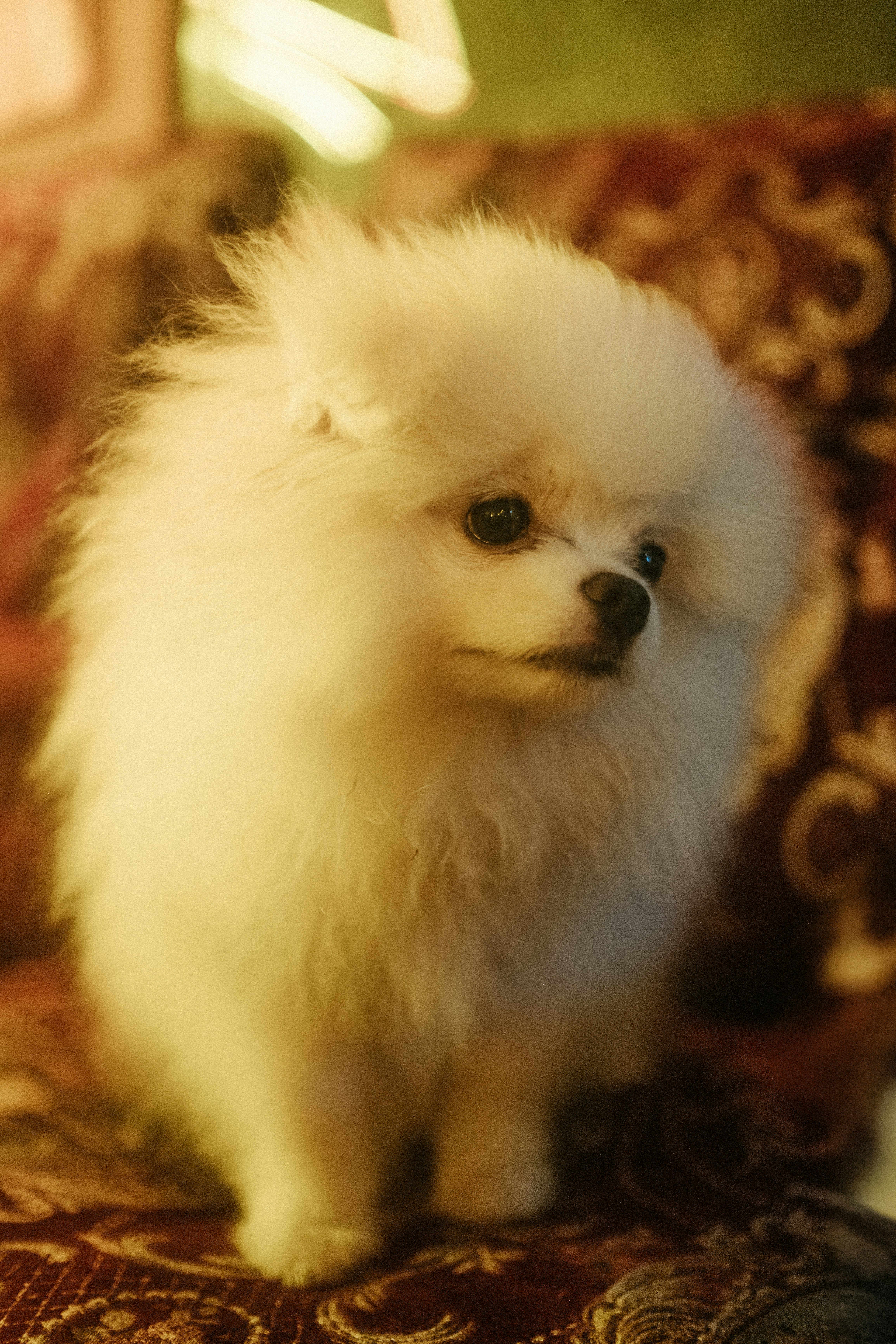 Fluffy Pomeranian in Quiet Living Room Glow
