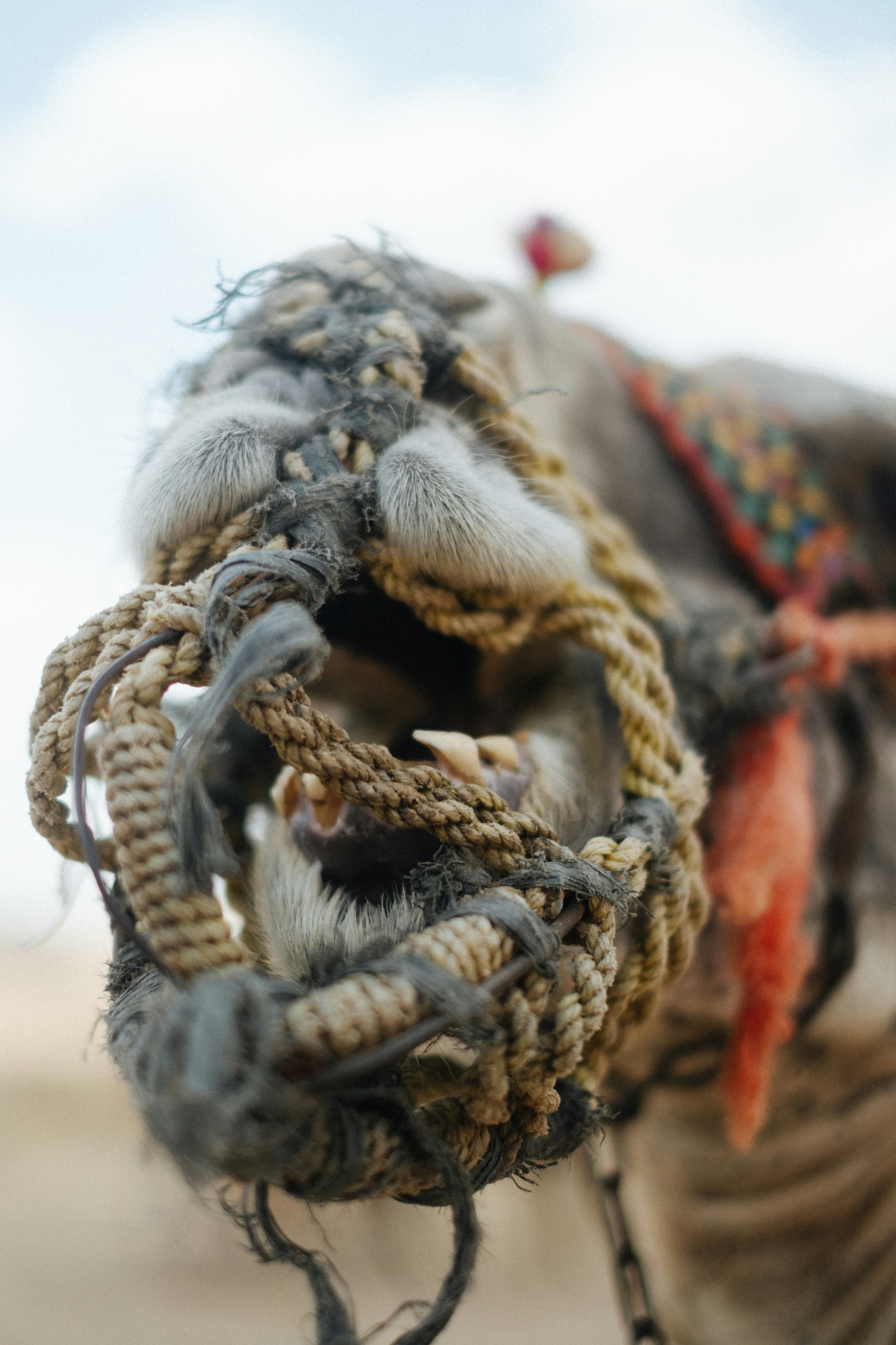 Ropework Mystery: A Closer Look at the Tangled Tack on a Distant Donkey