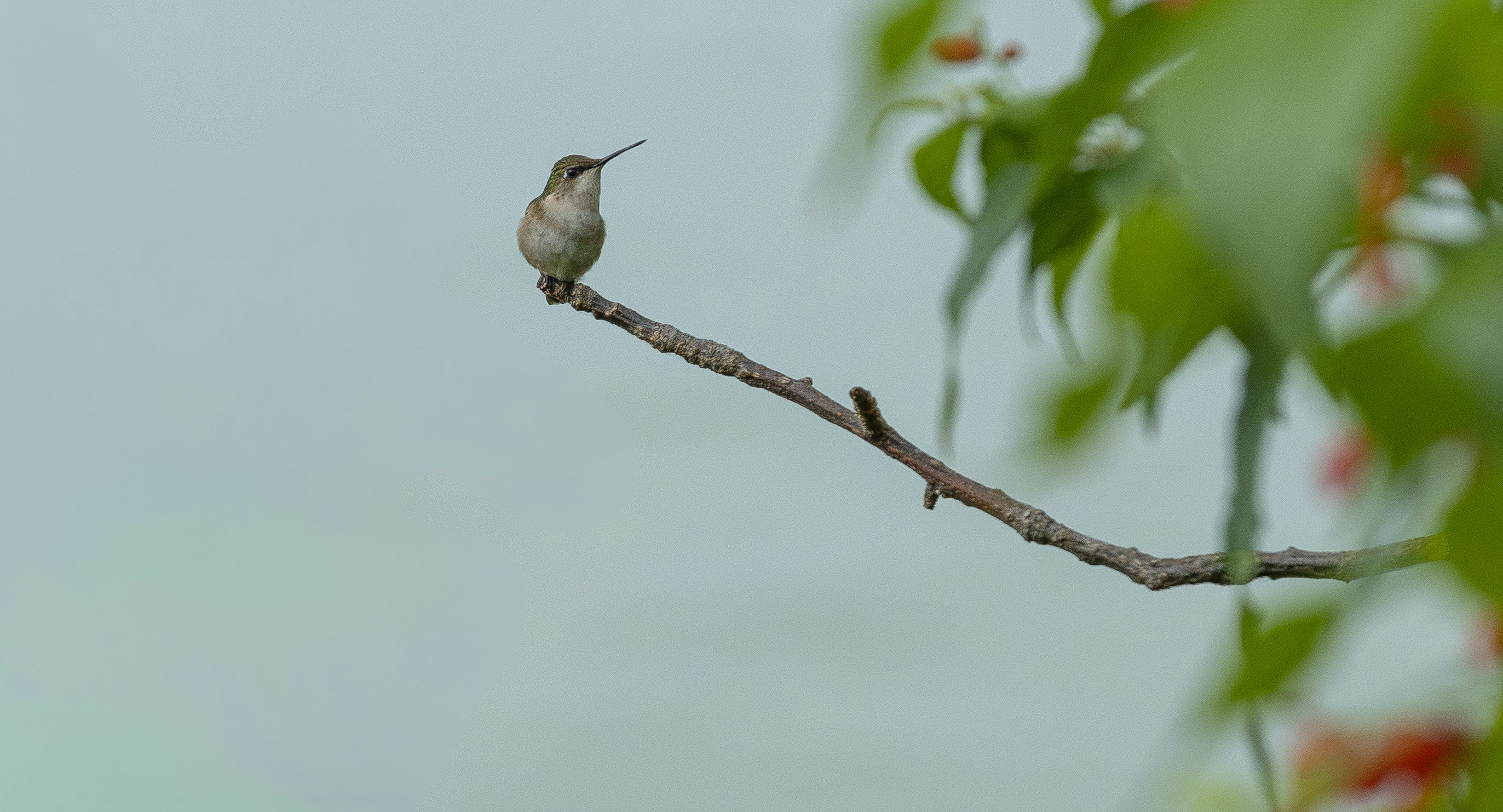 Tiny Hummingbird on a Branch: Quiet Moment in a Soft Green Backdrop
