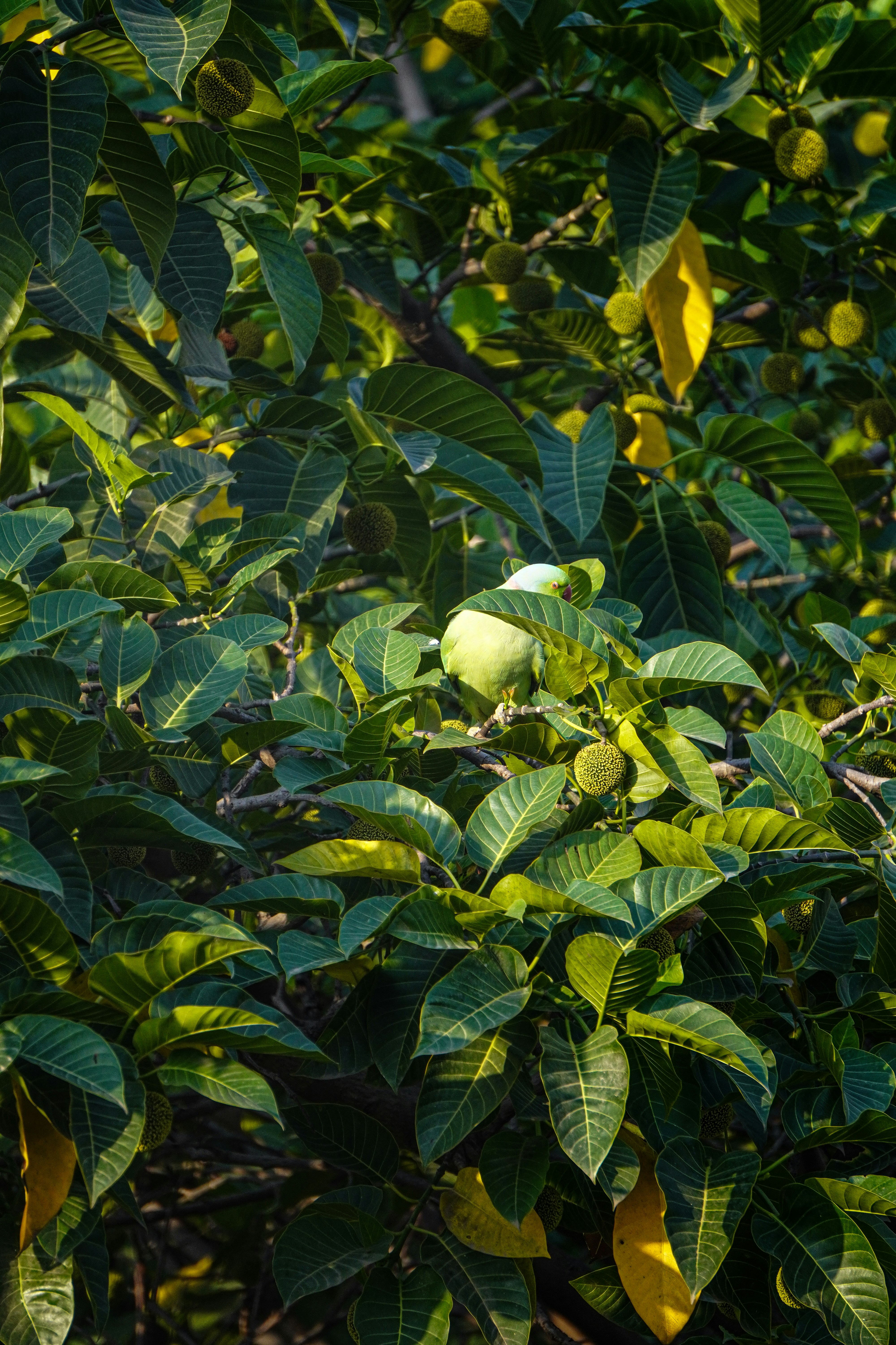 Luminous Persimmon Canopy: Sunlit Leaves and Hidden Fruits