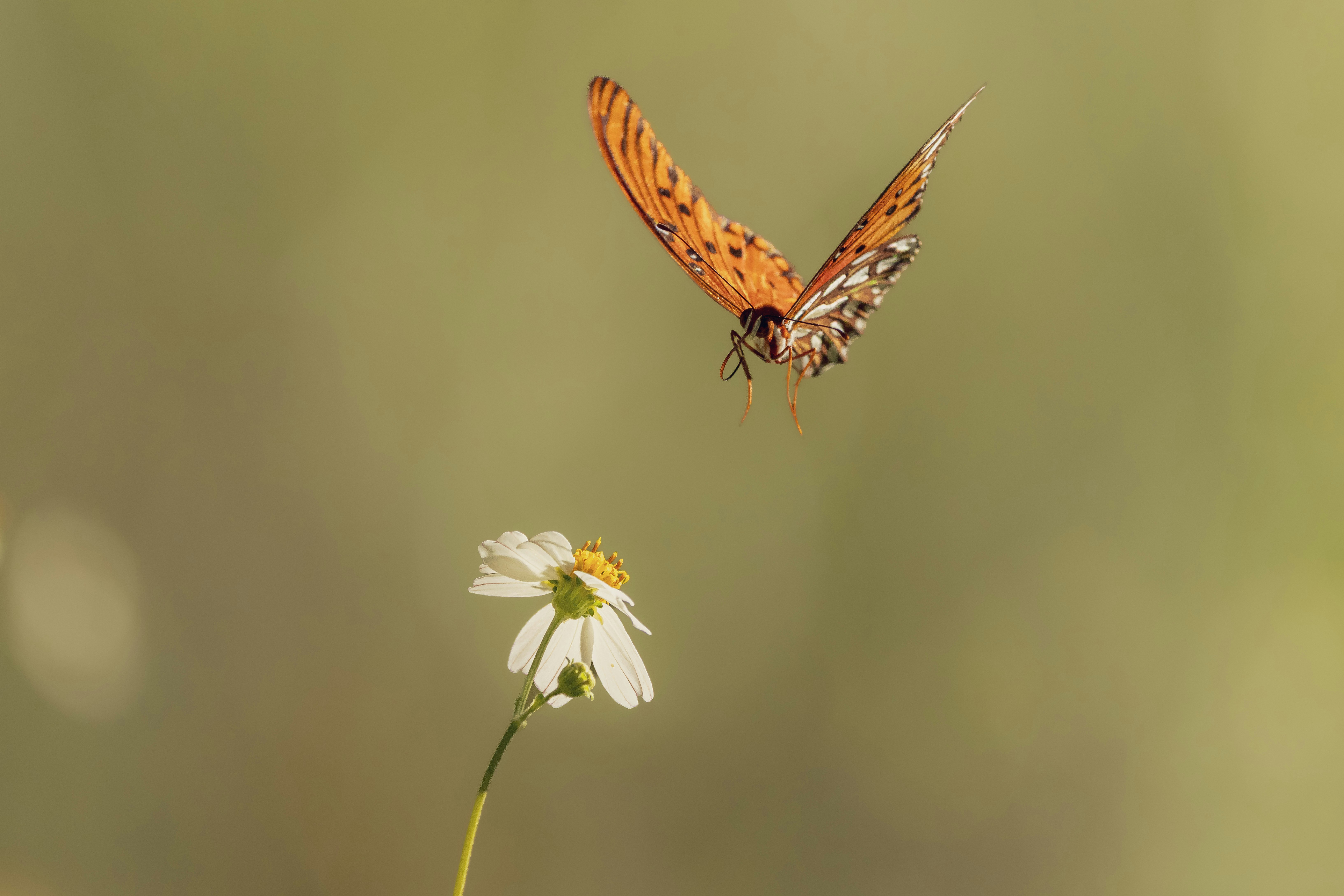 Amber Wanderer: Butterfly in Delicate Midair Above a Daisylight