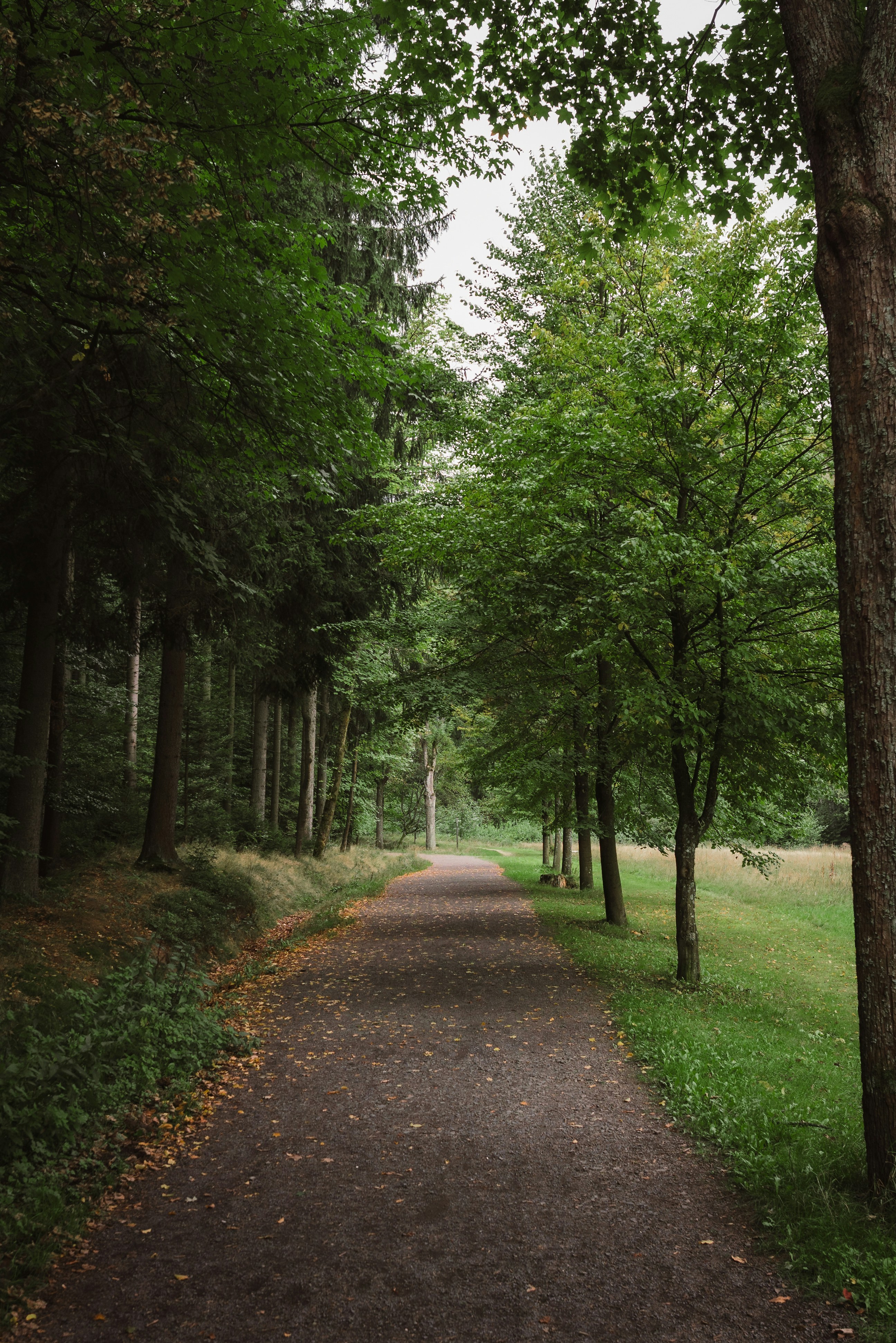 Solitary Path Through a Quiet Green Corridor
