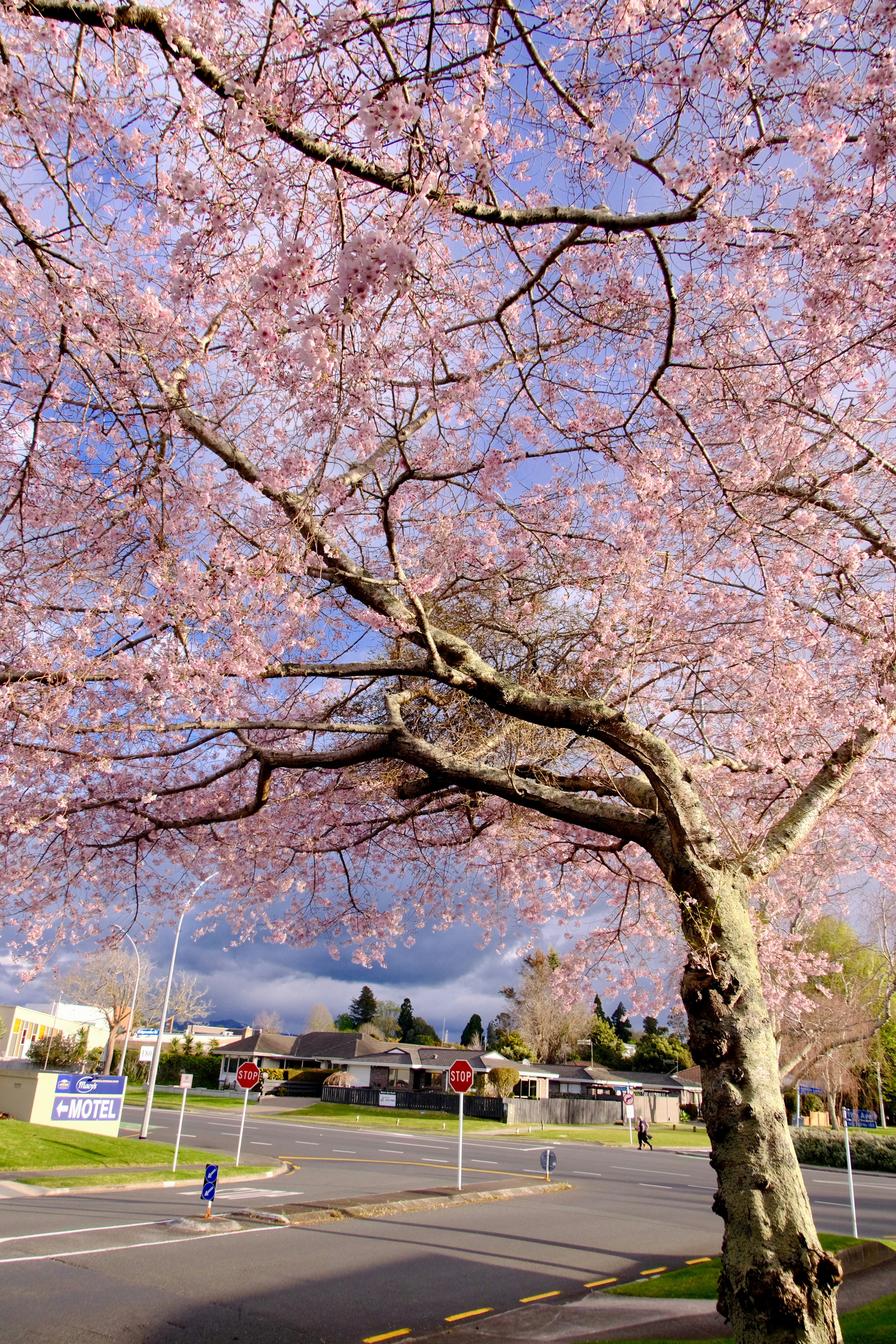 Blossom Arch: A Street-side Bloom Under a Purple-Cloud Sky