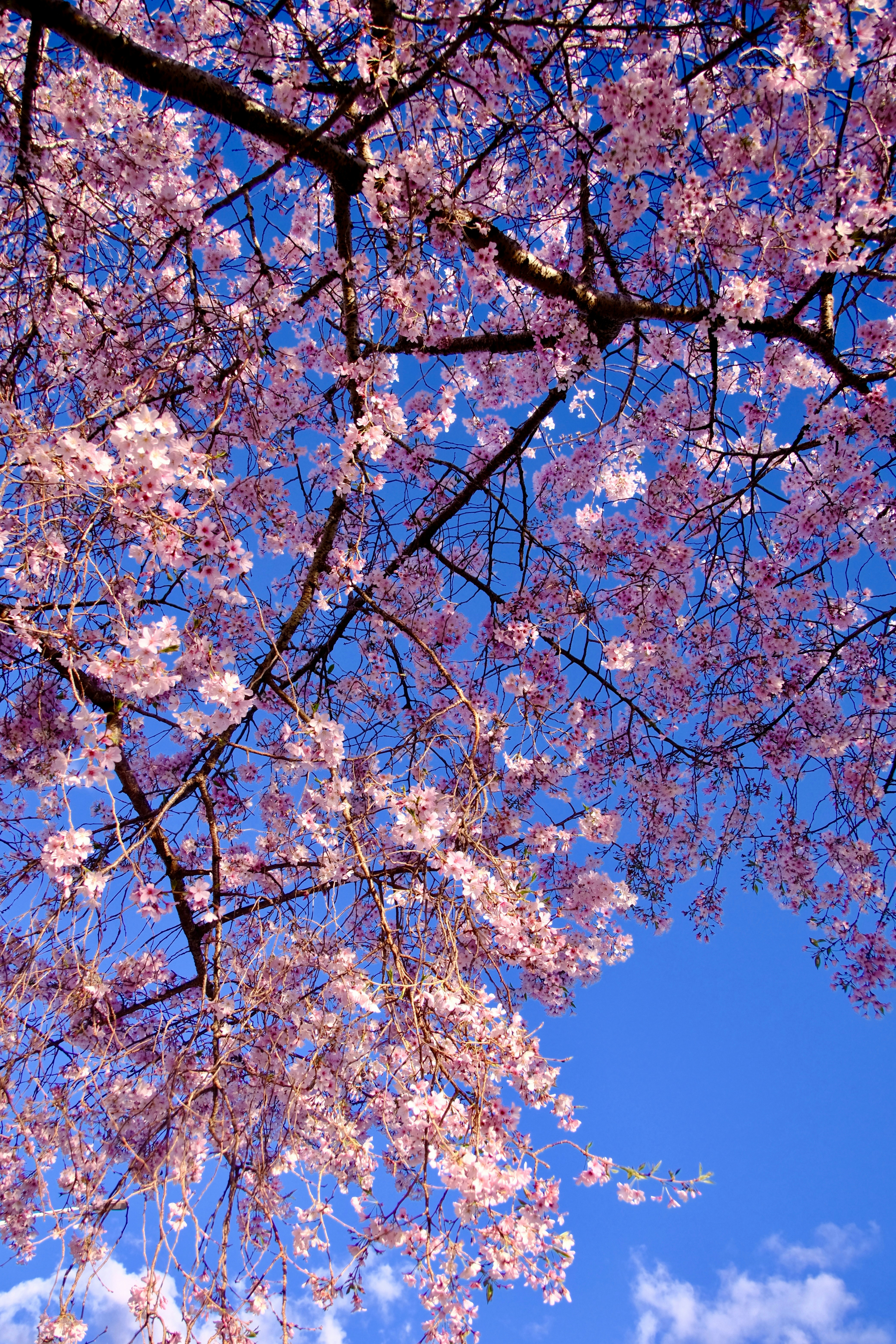Blossoms Against a Blue Canvas