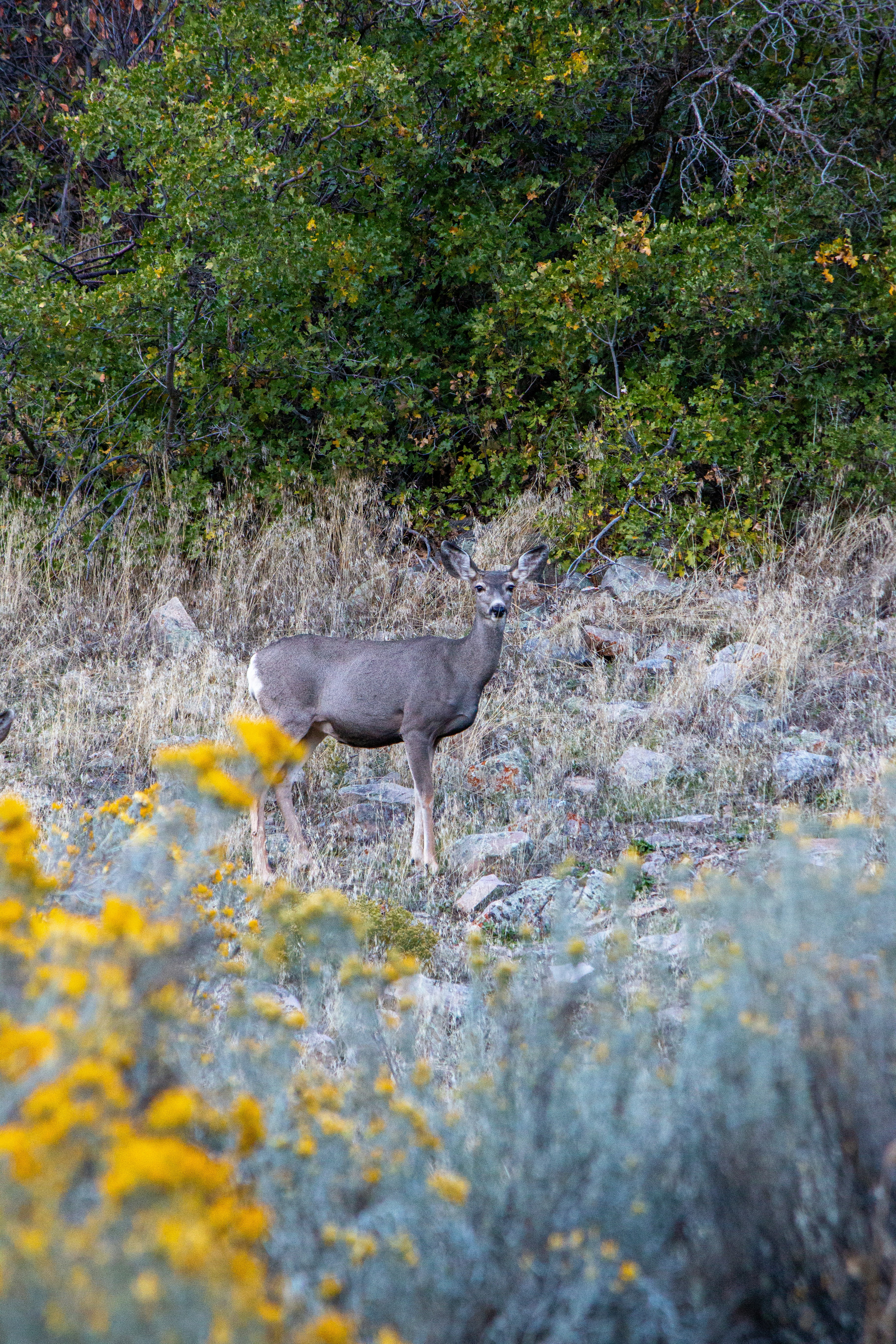 Sturdy deer paused among meadow blooms with a forested backdrop