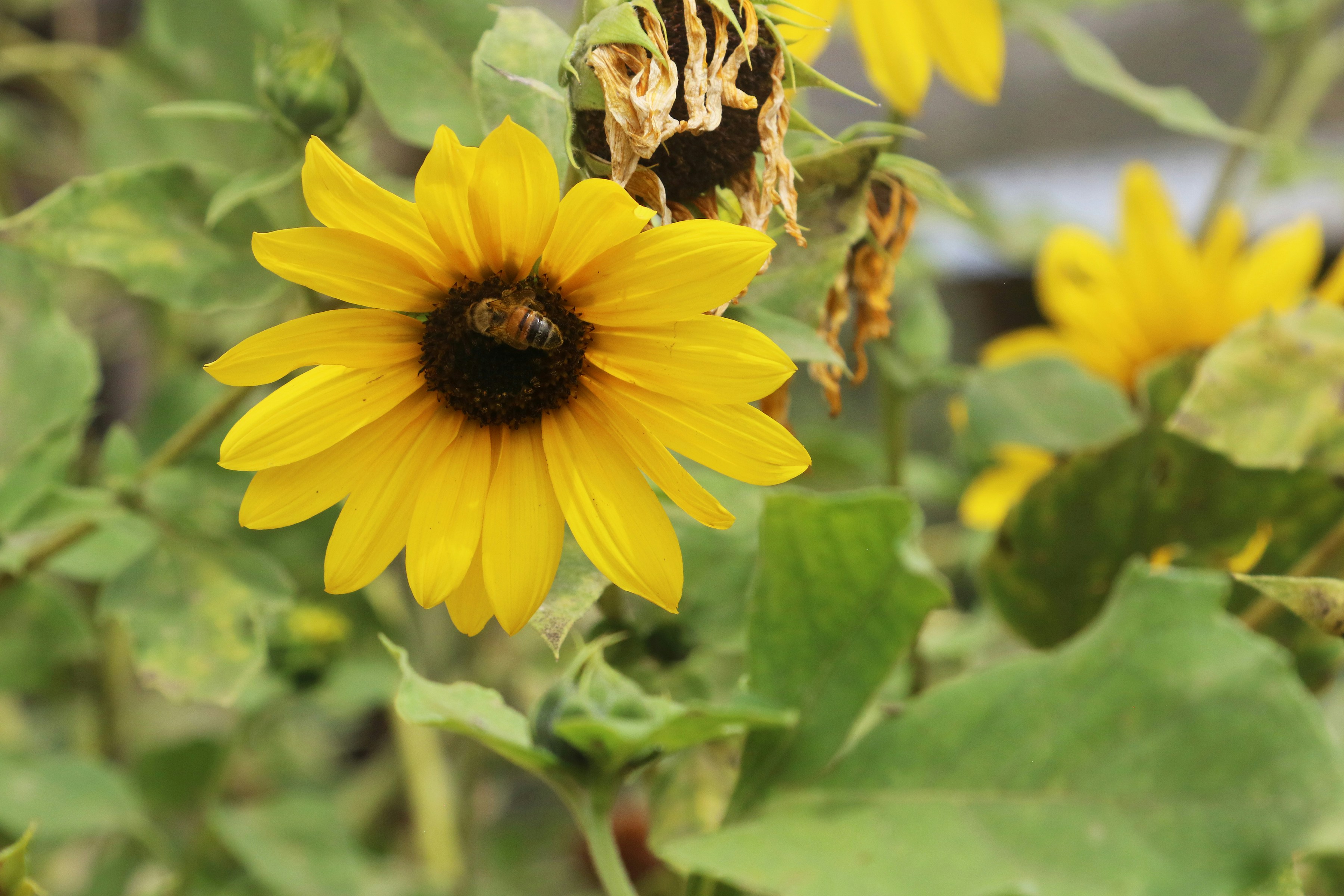 Sunlit Centerstage: A Bright Sunflower Amid Foliage