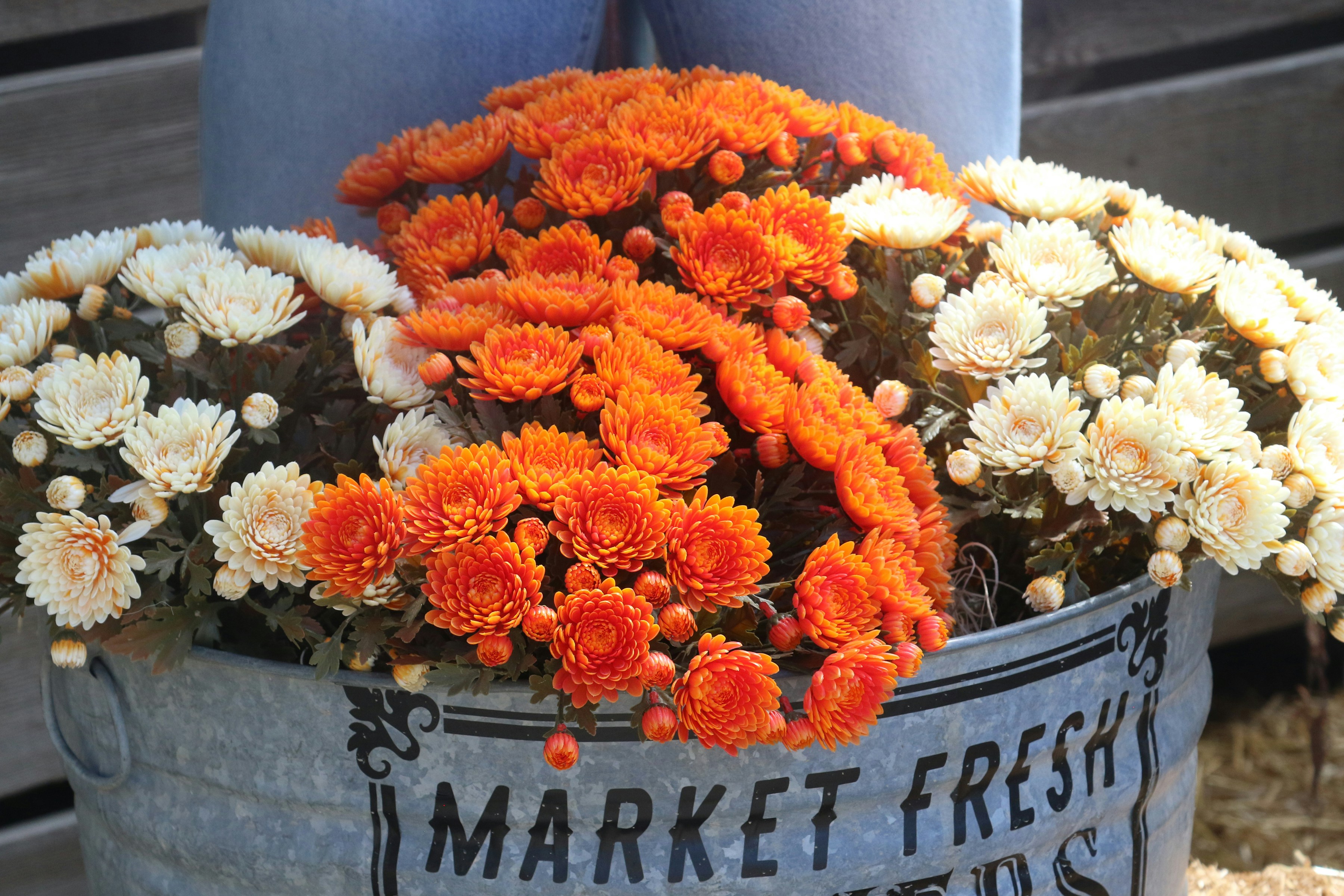 Orange and Cream Chrysanthemums Spill Over a Market Tote