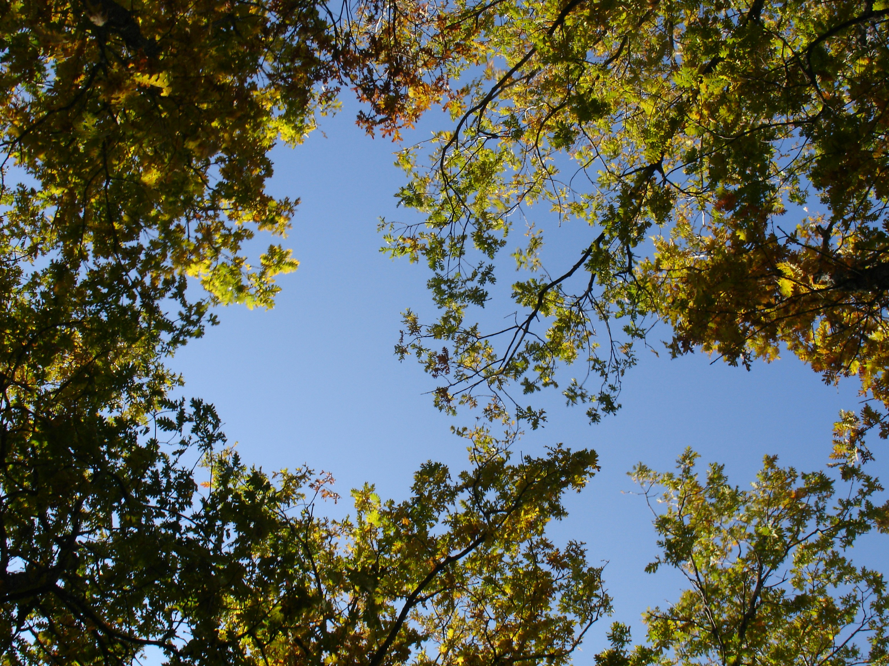 Skyward Patchwork: Tree Canopy Framing a Clear Autumn Blue