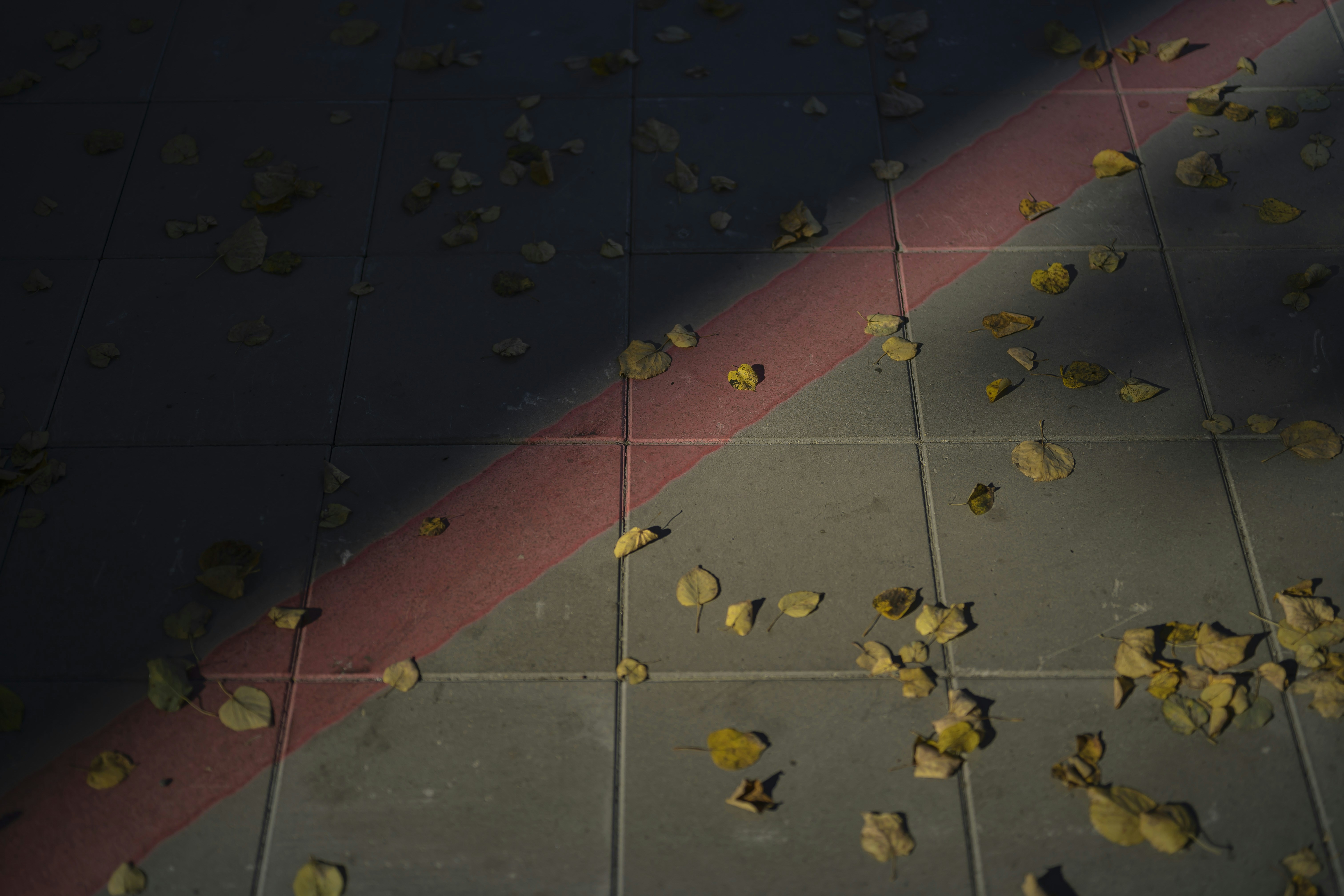 Shadowed Geometry: Fallen Leaves on Red Line Concrete