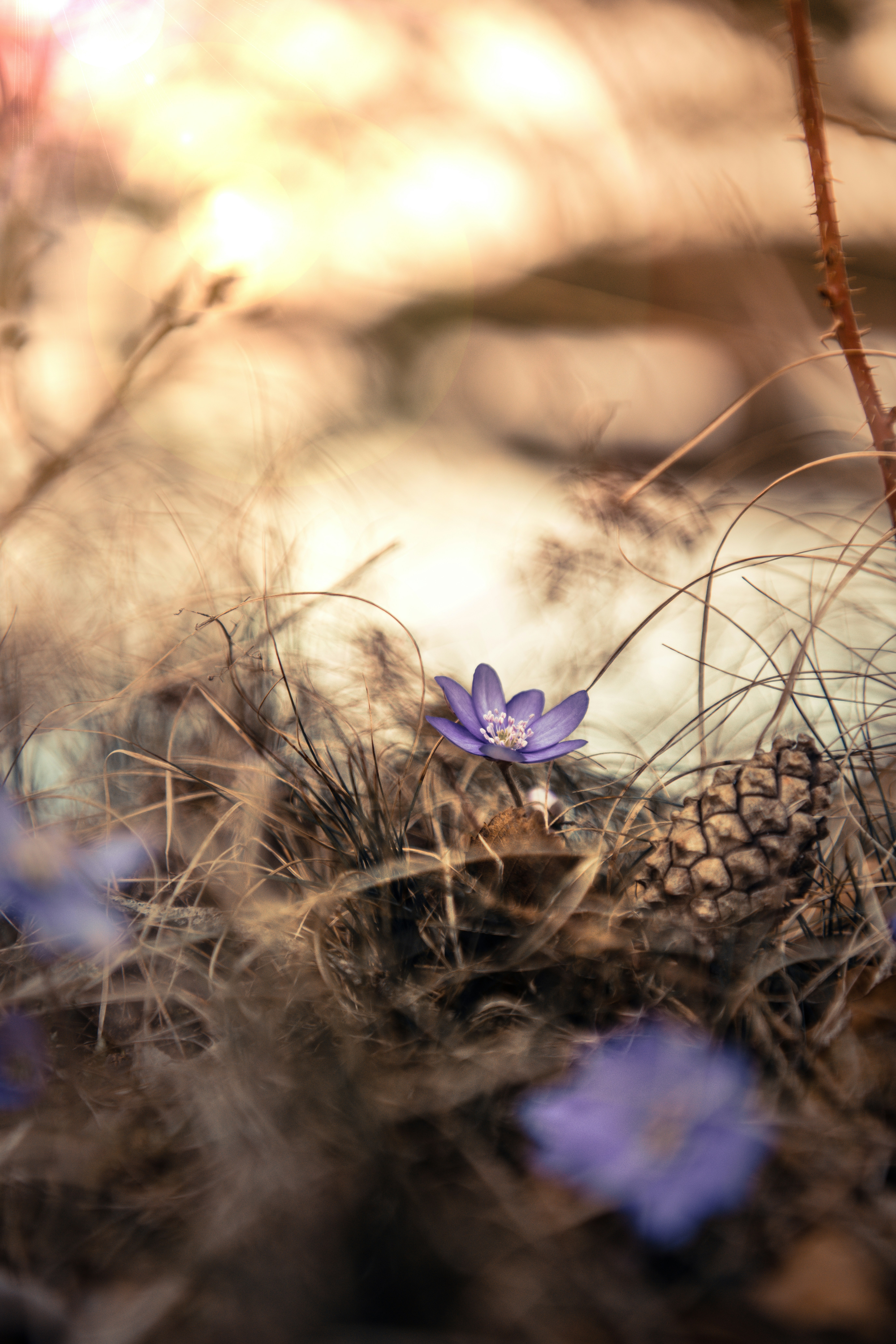 Purple bloom amid desaturated grasses and pinecones
