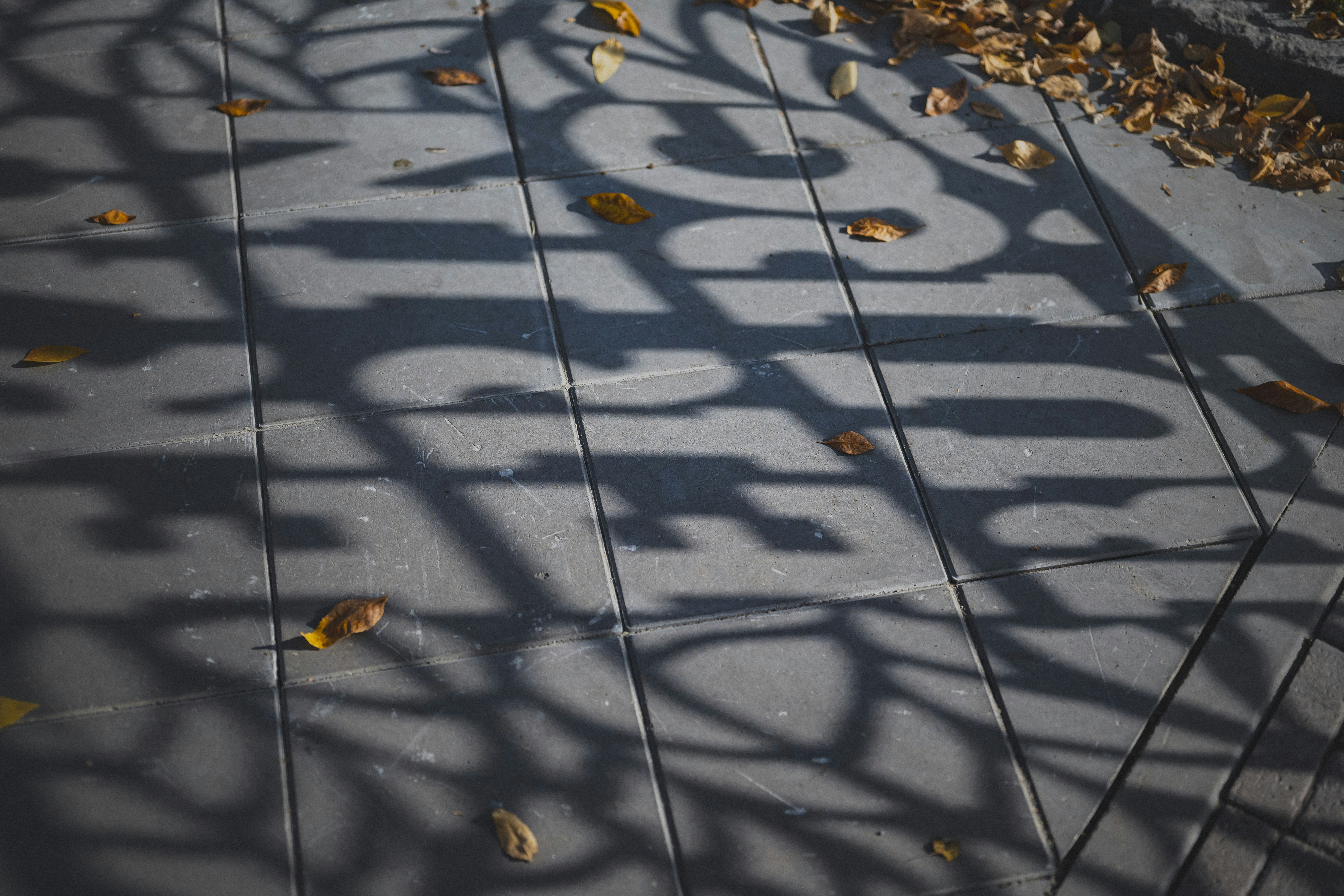 An ornate fence in Yekaterinburg throws a bold, graphic shadow across tiled pavement, the city’s emblem and decorative motifs rendered in silhouette among scattered autumn leaves. Low, directional light and a close, low-angle viewpoint highlight pattern, negative space and surface texture, turning everyday street furniture into a quietly poetic study of season and civic identity