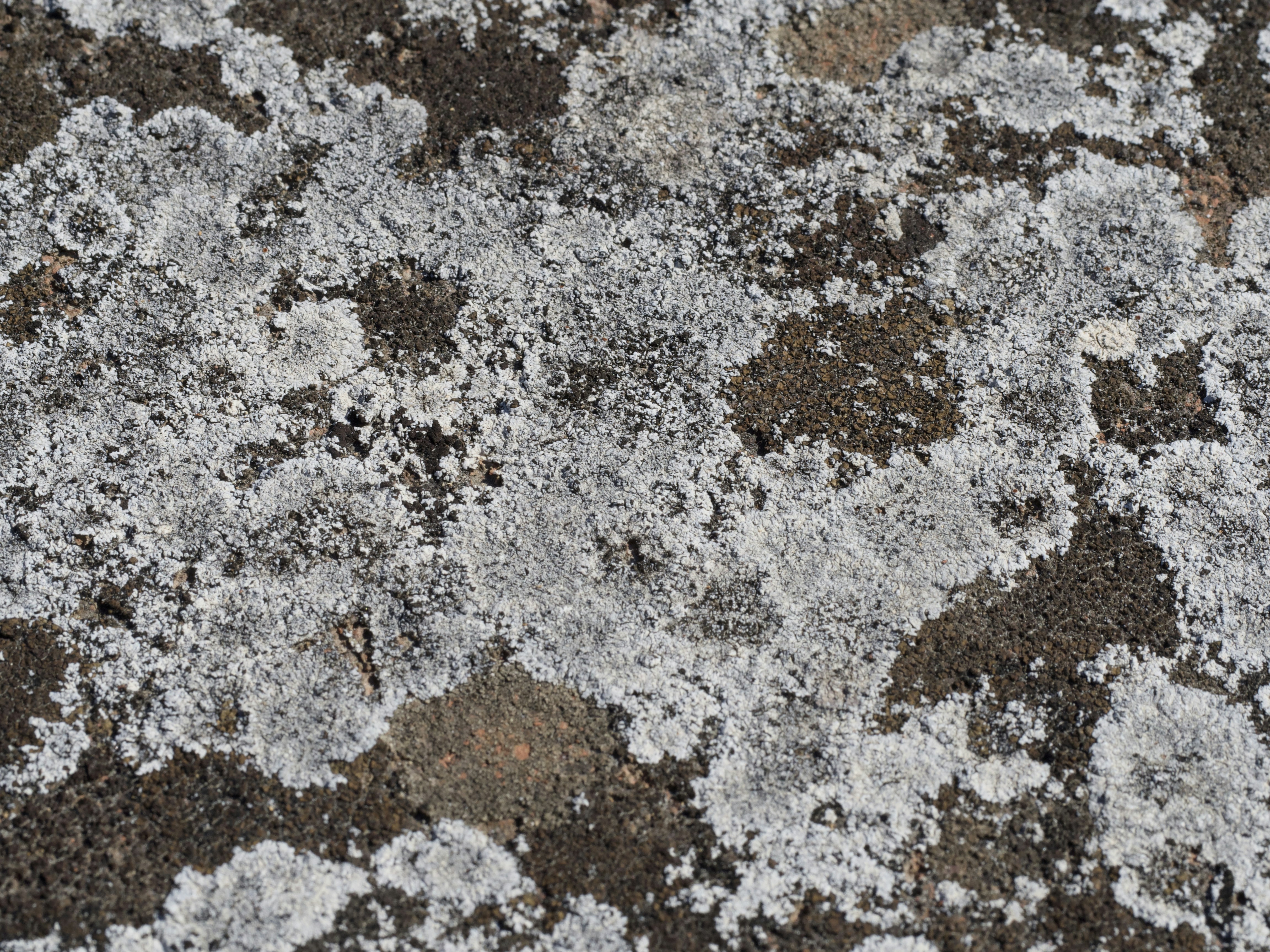 Mossy Limestone Mosaic: Close-Cropped Texture Study