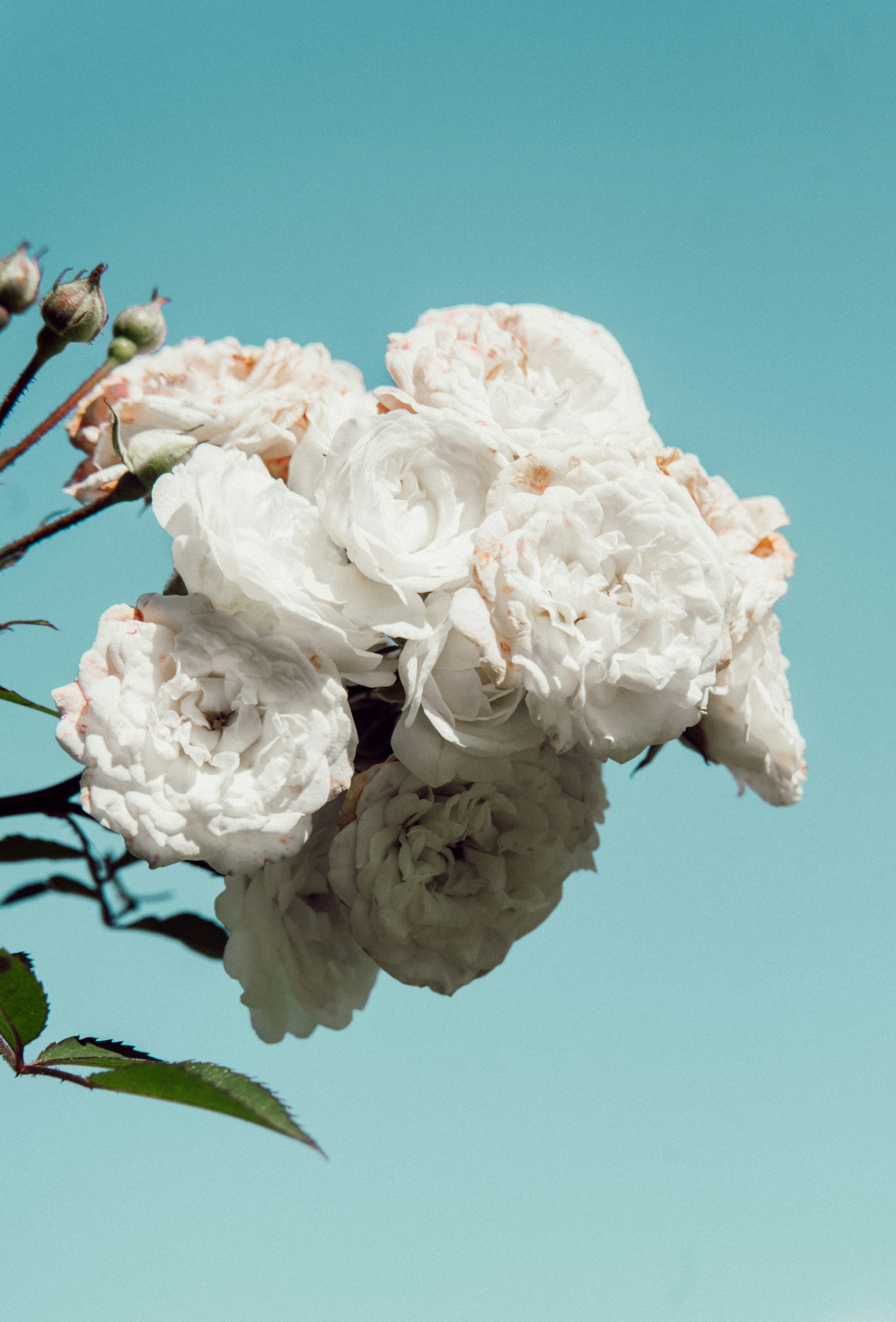 White Peony Cluster Reaching Toward a Clear Sky
