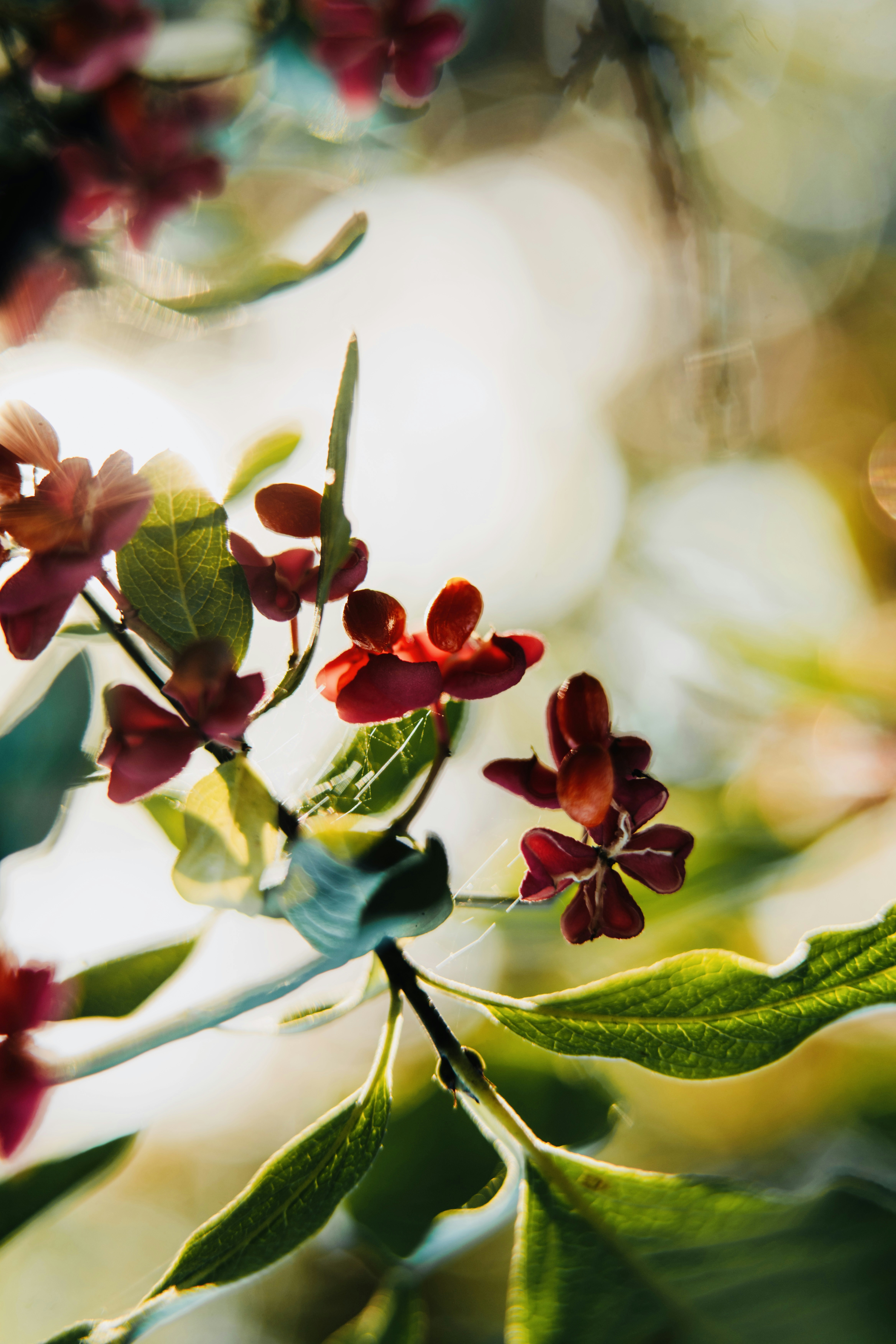 Bright red blossoms and green leaves loom front-and-center with a dreamy bokeh background.