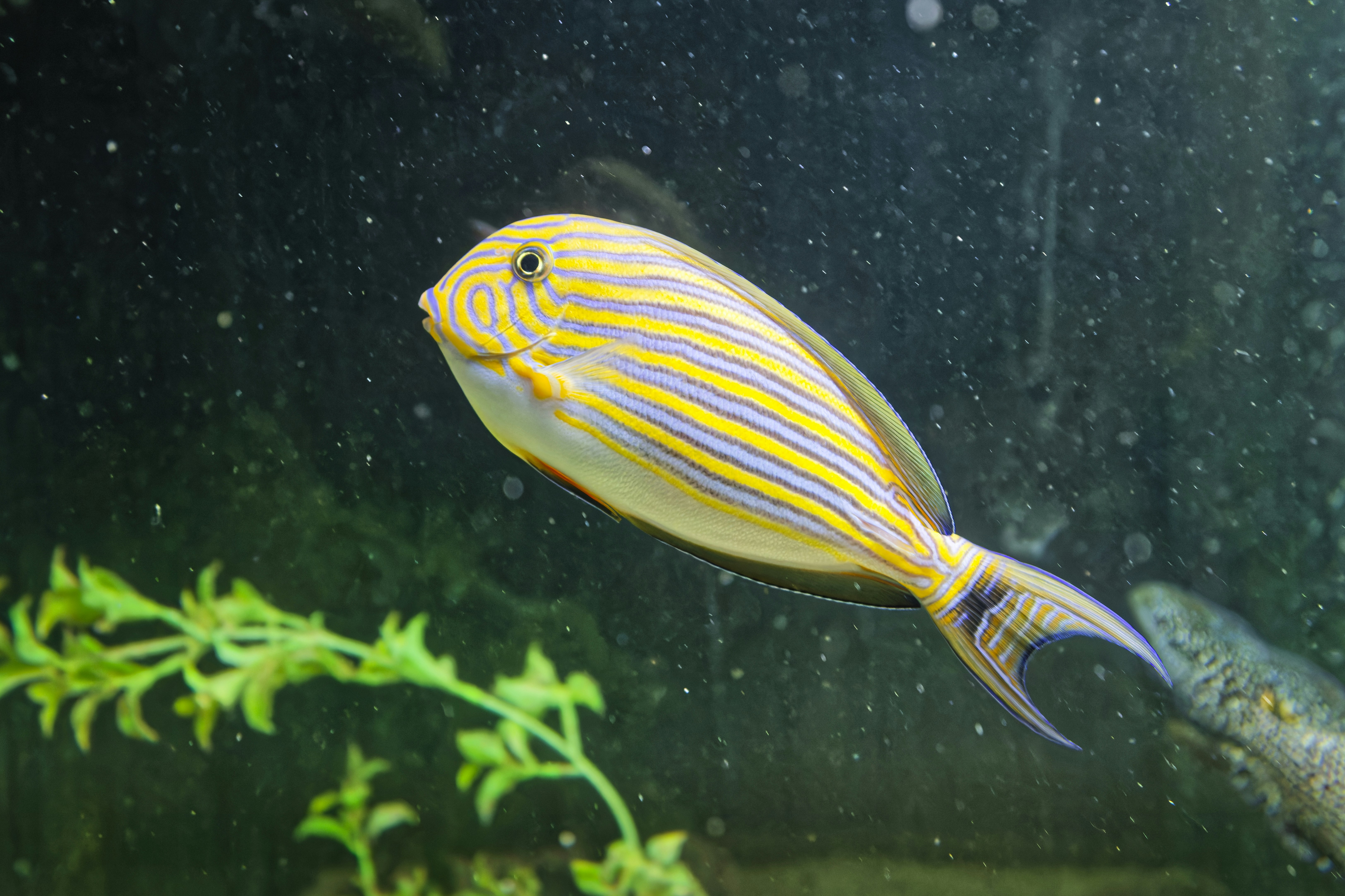 Striped Surgeon of the Reef: A Yellow-and-Blue Angel Floats Through Green Drift