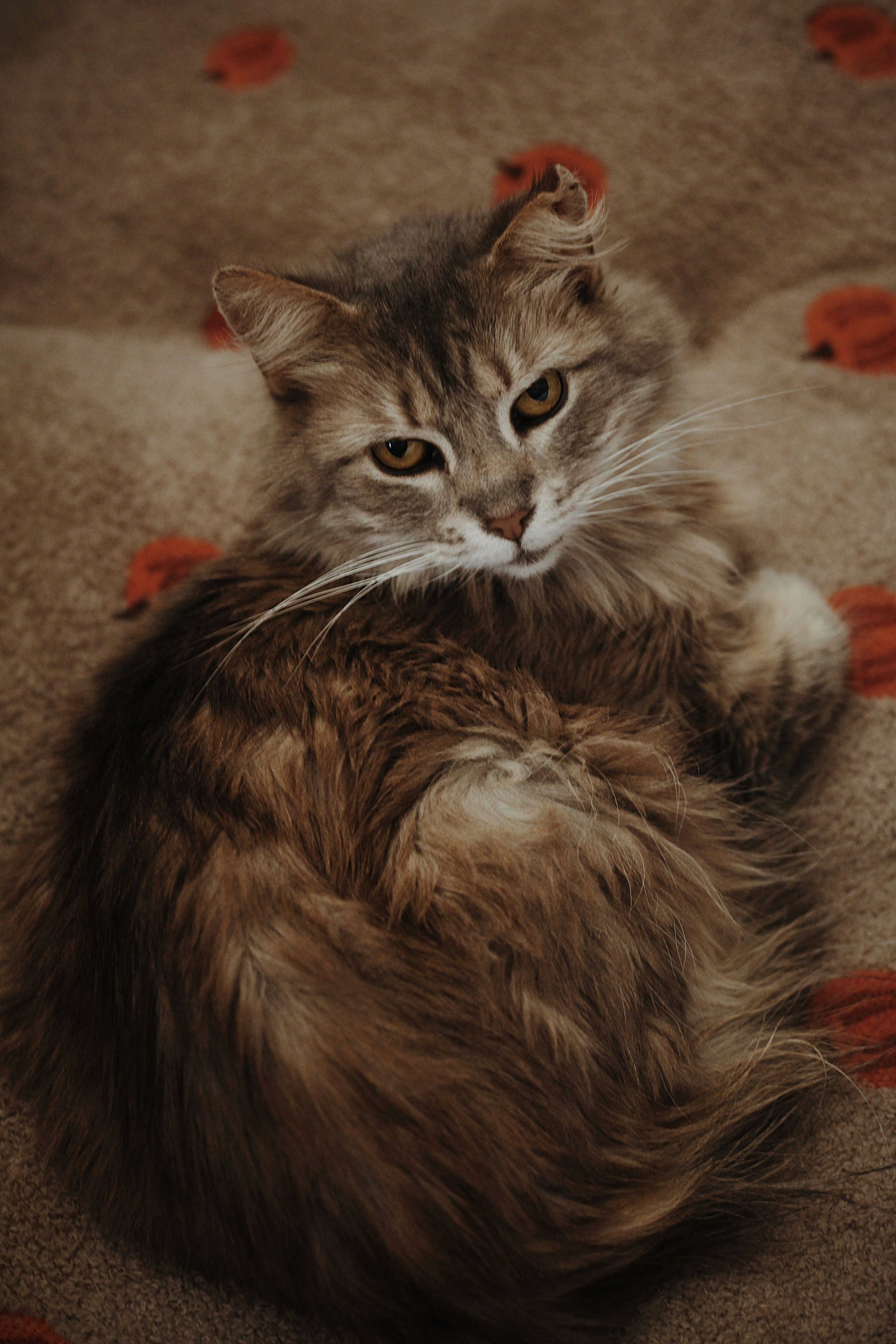 Curled Familiar: A Gentle Feline Rest Amid Warm Carpet Tones