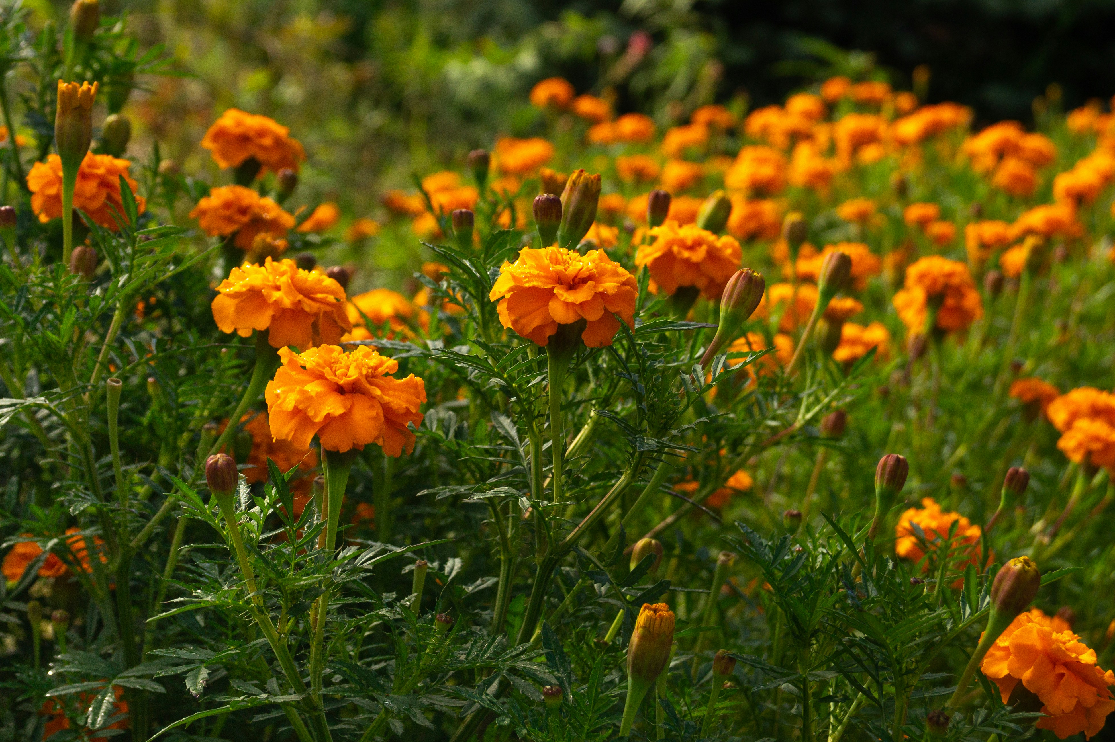 Sunlit Marigold Meadow: A Burst of Orange Amid Green