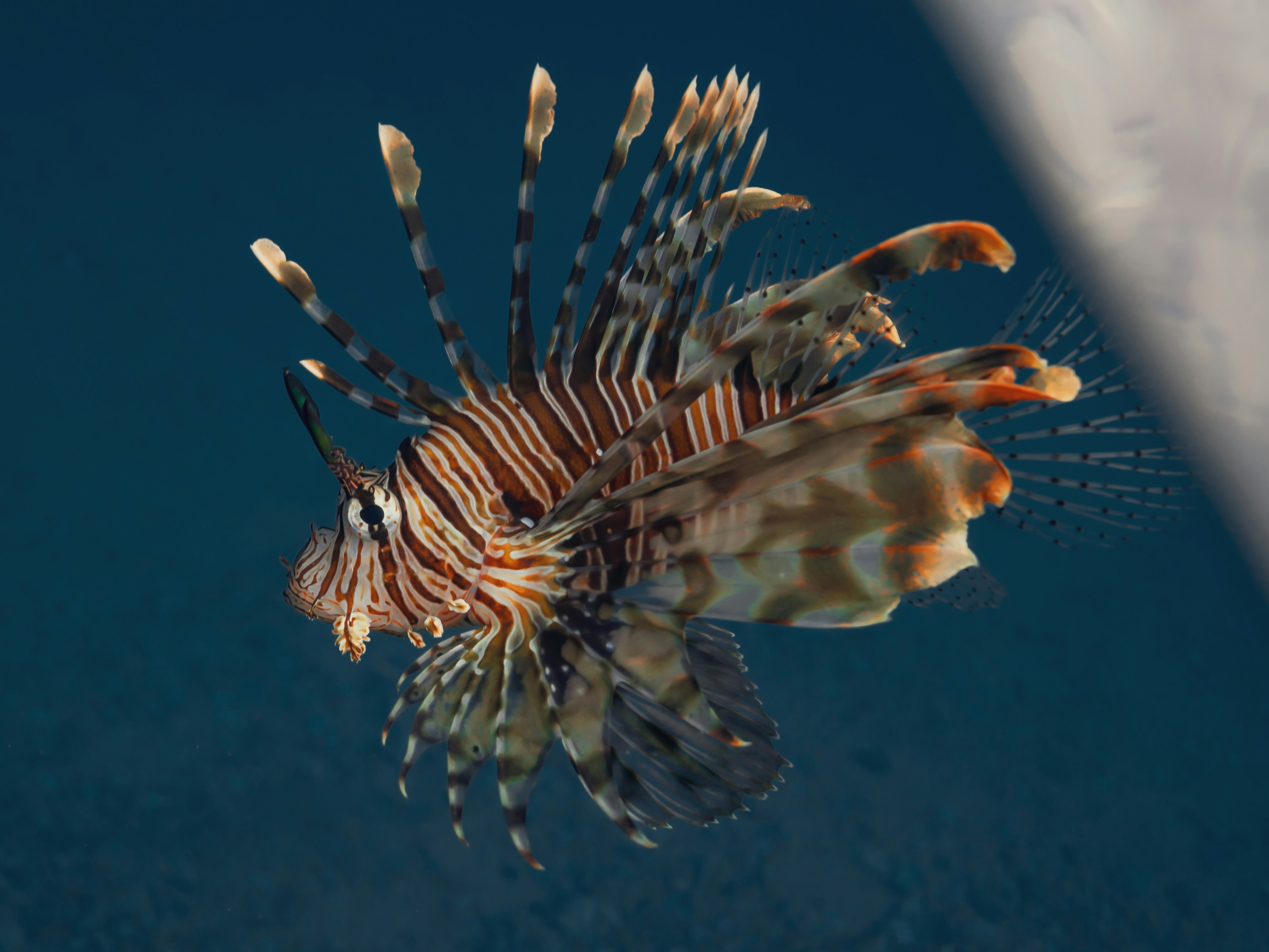 Chromatic Lionfish in a Shadowed Reef