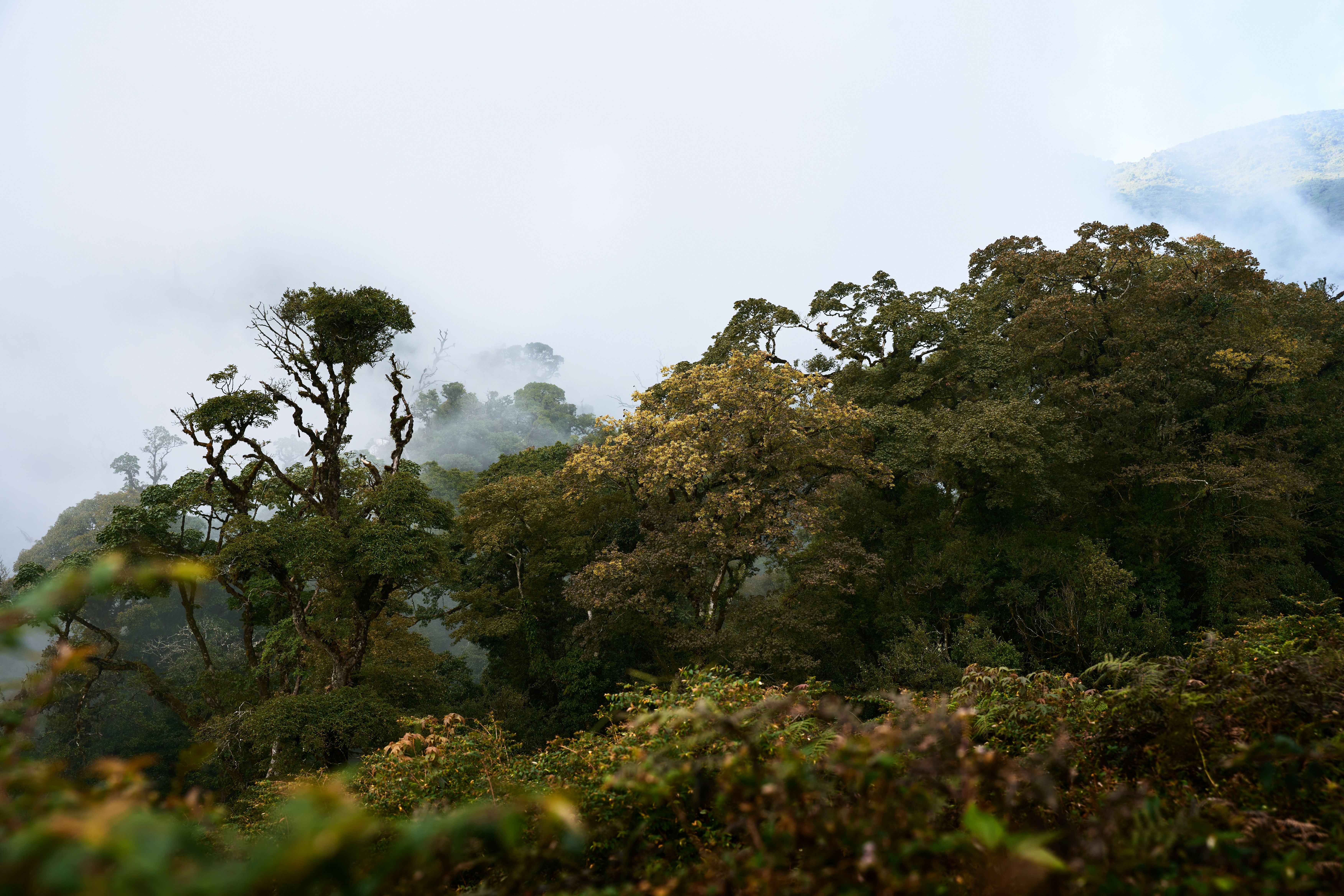 Dense forest on a misty hillside with shifting fog, soft light, and a distant ridge; a natural landscape without human elements, emphasizing depth and atmosphere.
