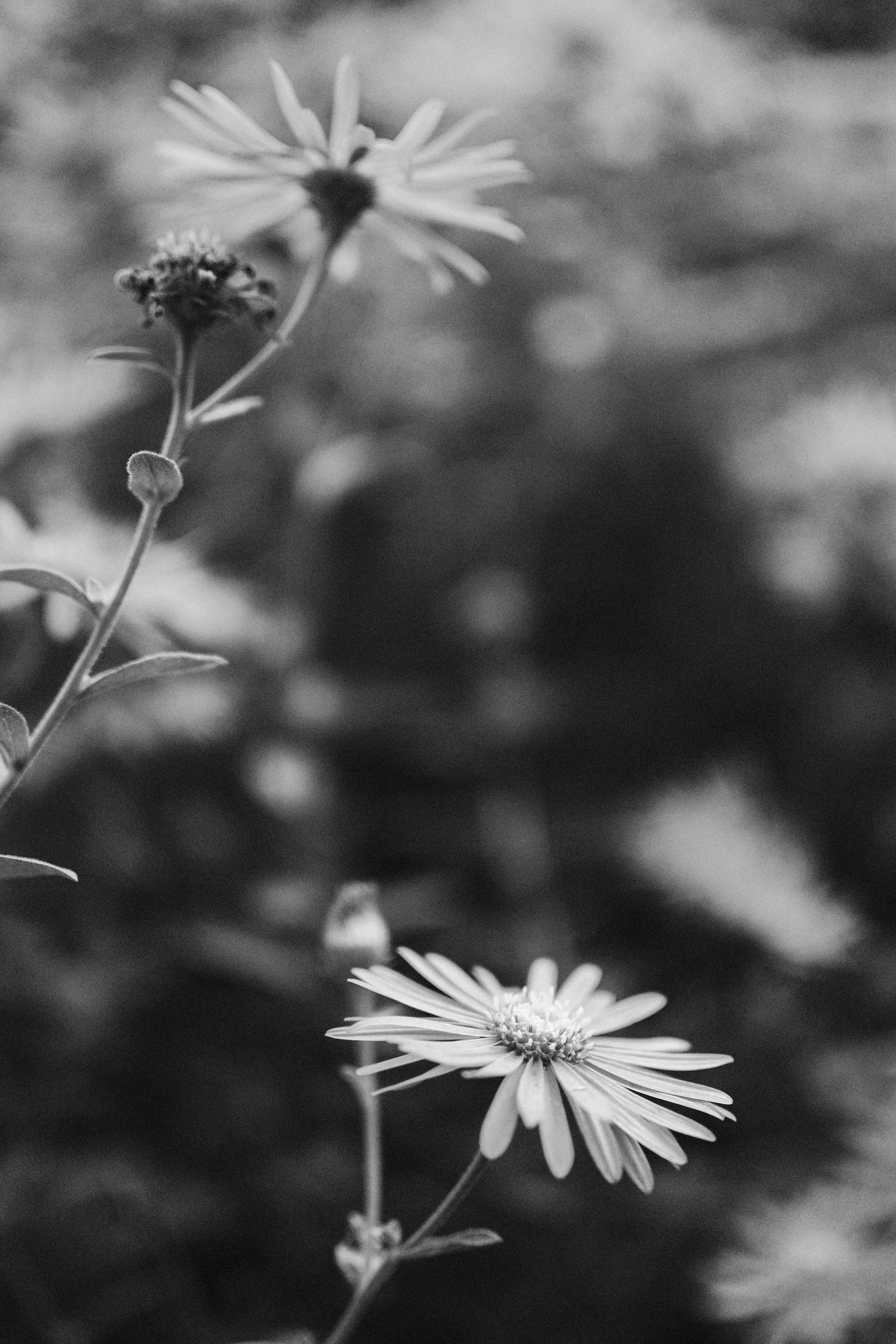 Soft Focus Bloom: A Monochrome Field of Daisies