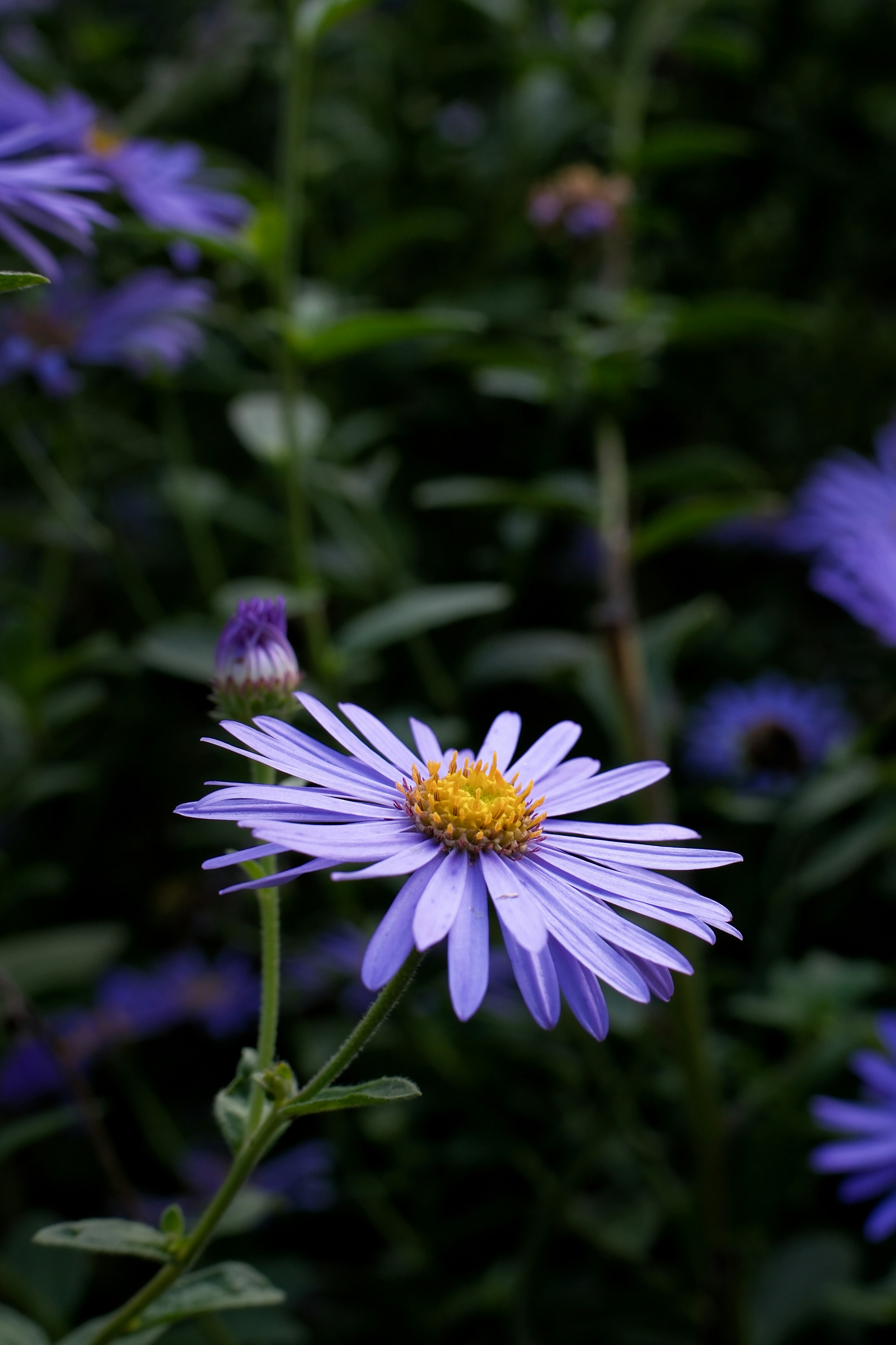 Purple Daisy in Focus: A Lone Flower Amid a Verdant Blur