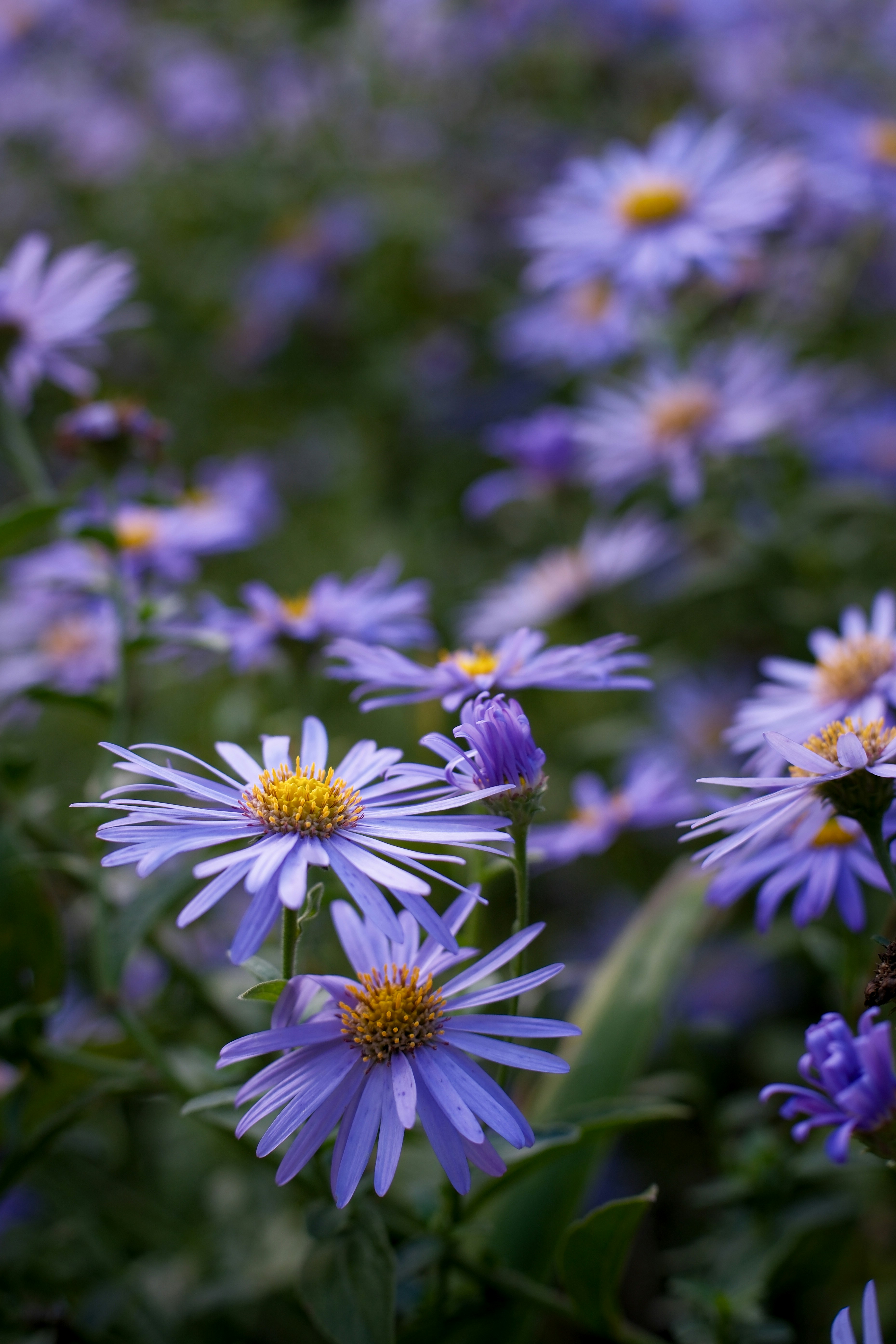 Lavender Field in Focus: A Close-Up of Violet Daisy-like Blooms