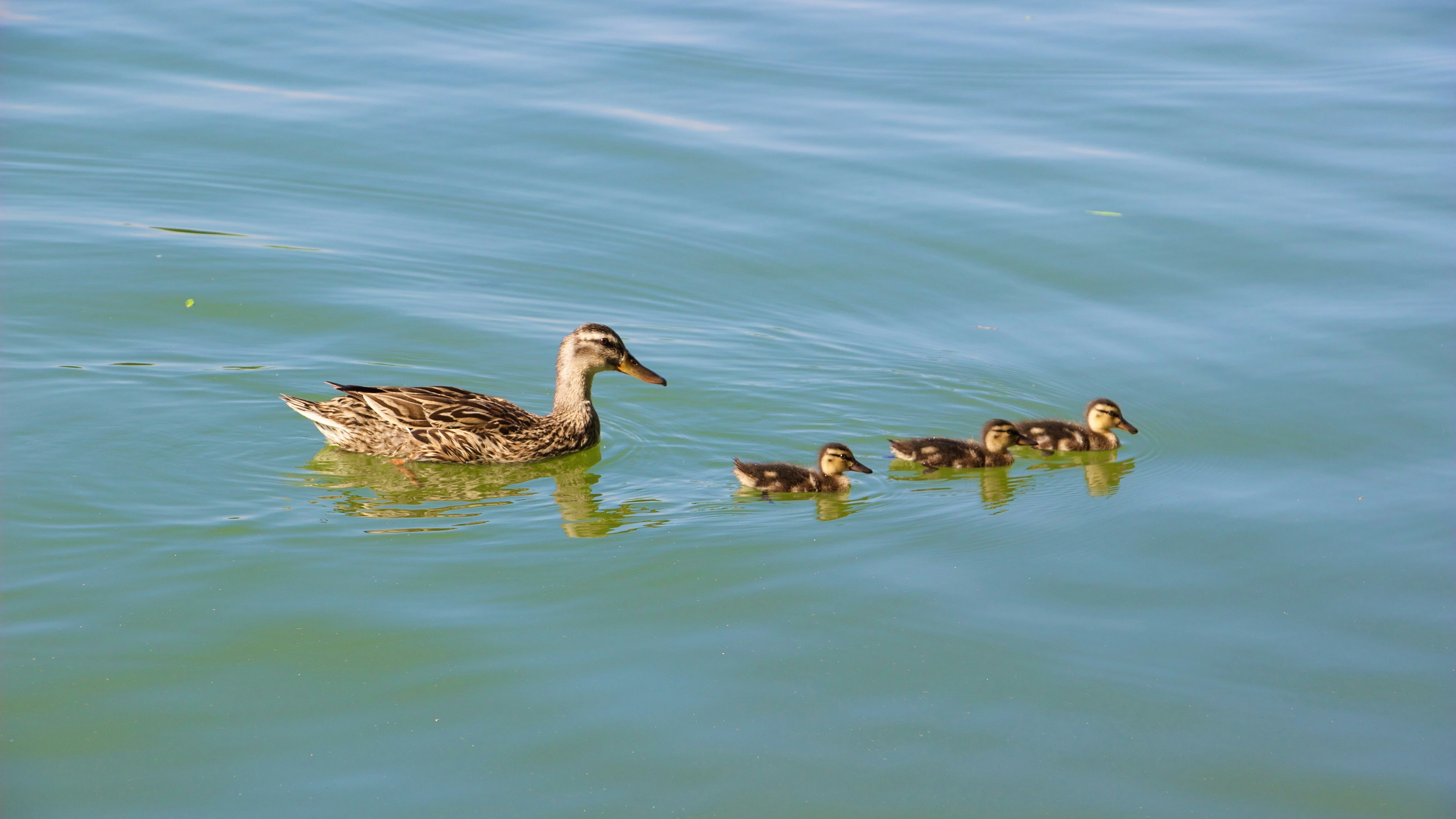 Mother Mallard and Ducklings Glide Across Sunlit Aquatic Blues