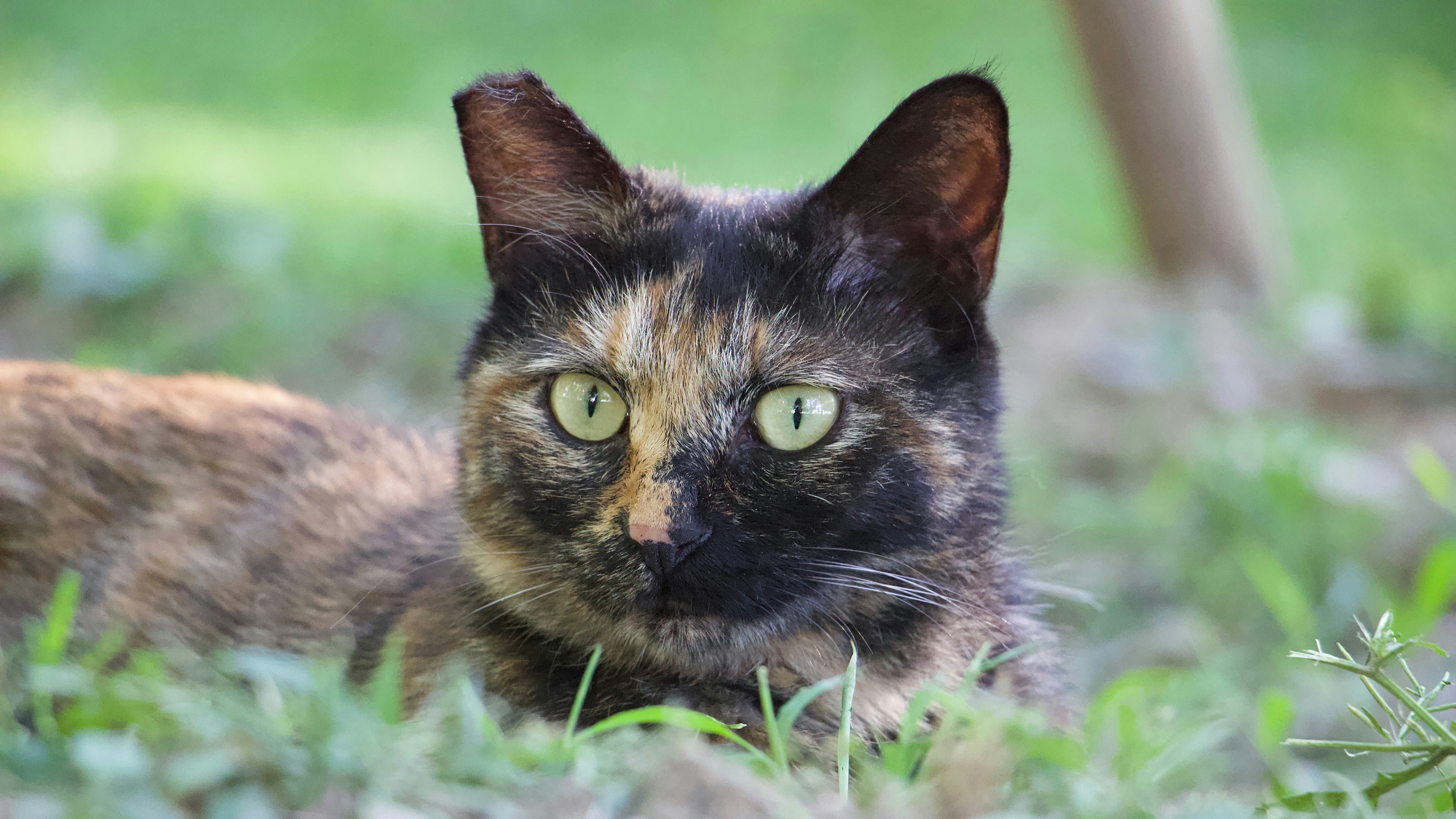 Tortoiseshell Quiet: A Cat's Watchful Gaze in Sunlit Grass