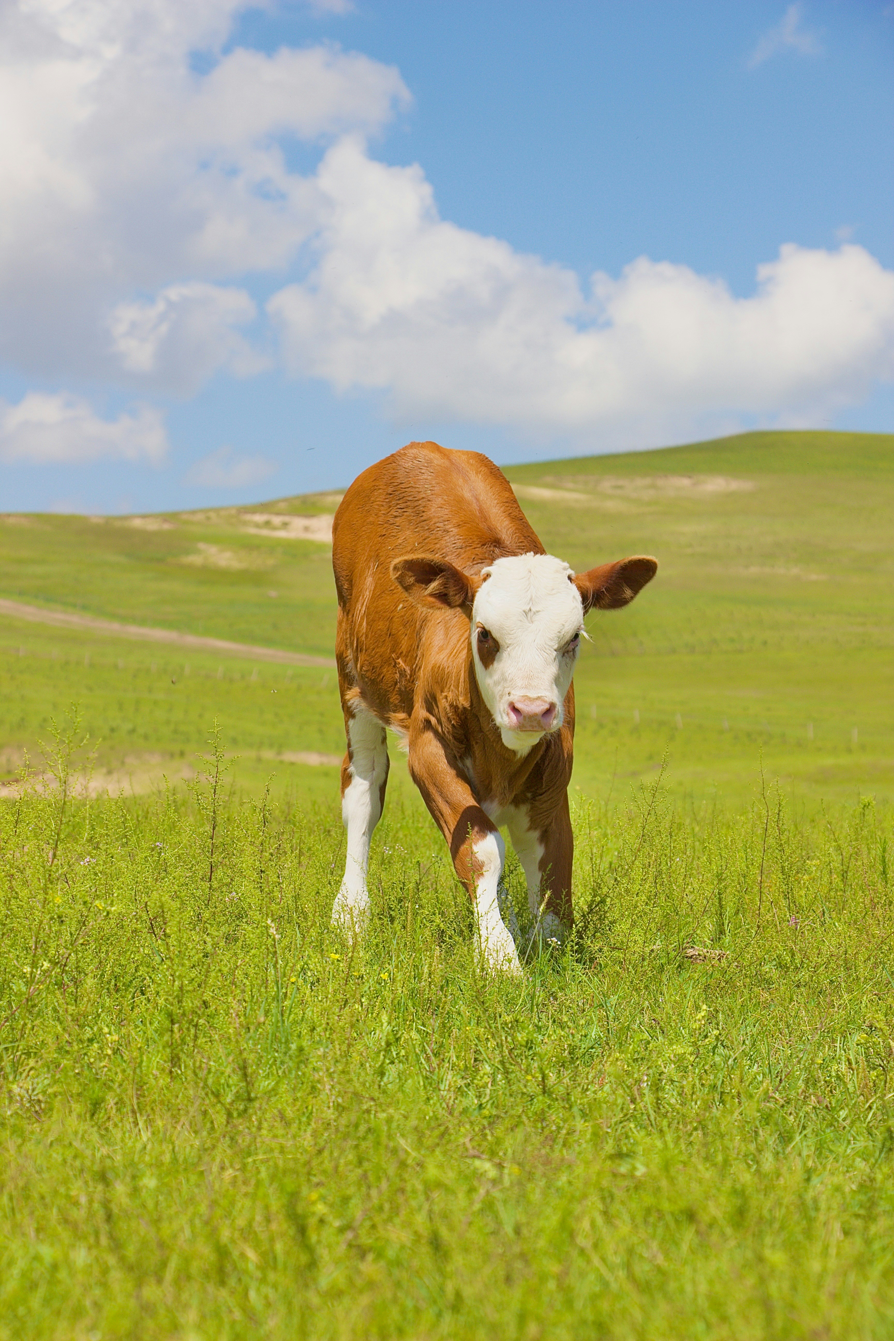Grazing in the Backlit Meadow: A Red-Brown Calf Faces the Camera