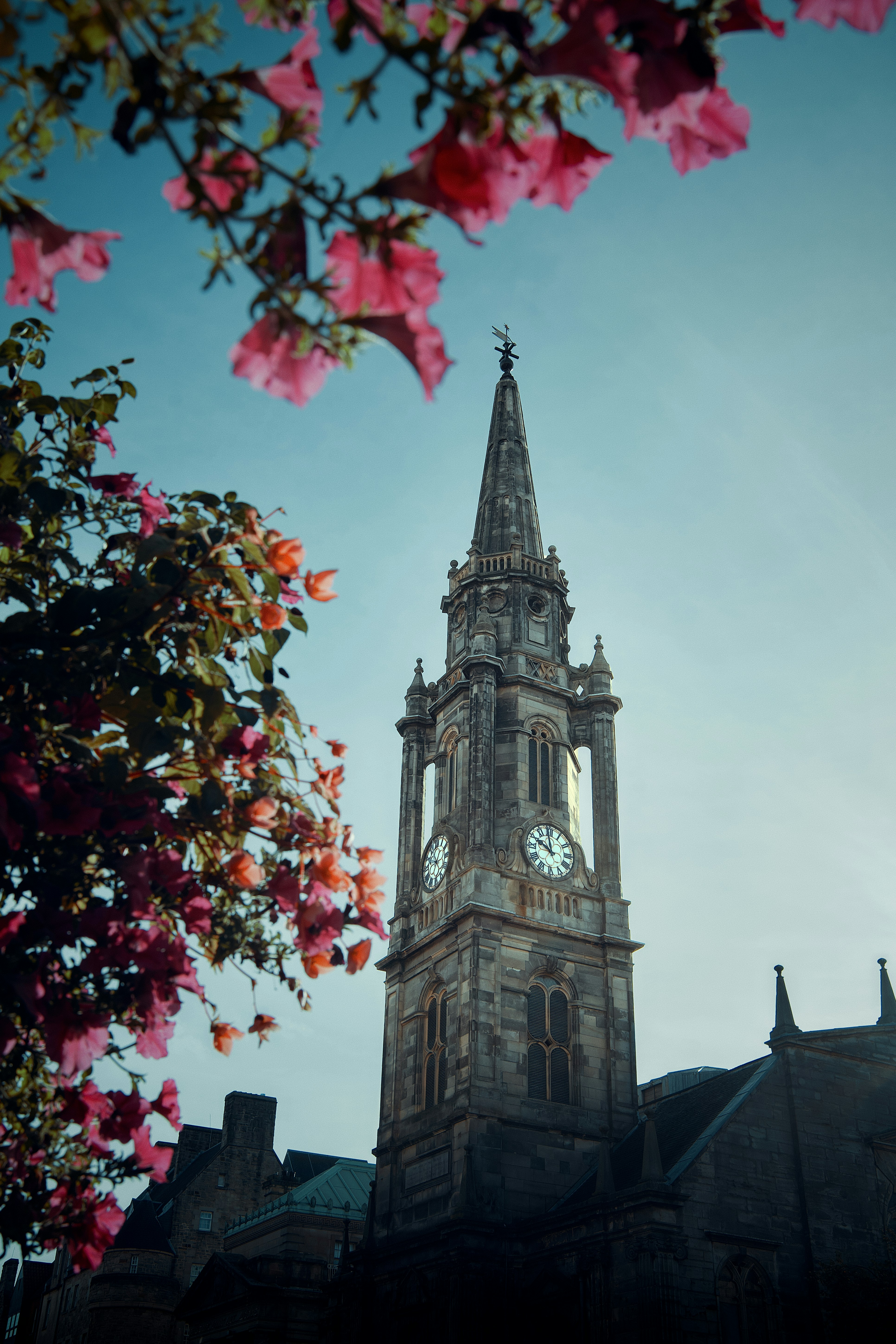 Clock Tower in Bloom: A Sunlit Cathedral Spire Framed by Pink Bougainvillea