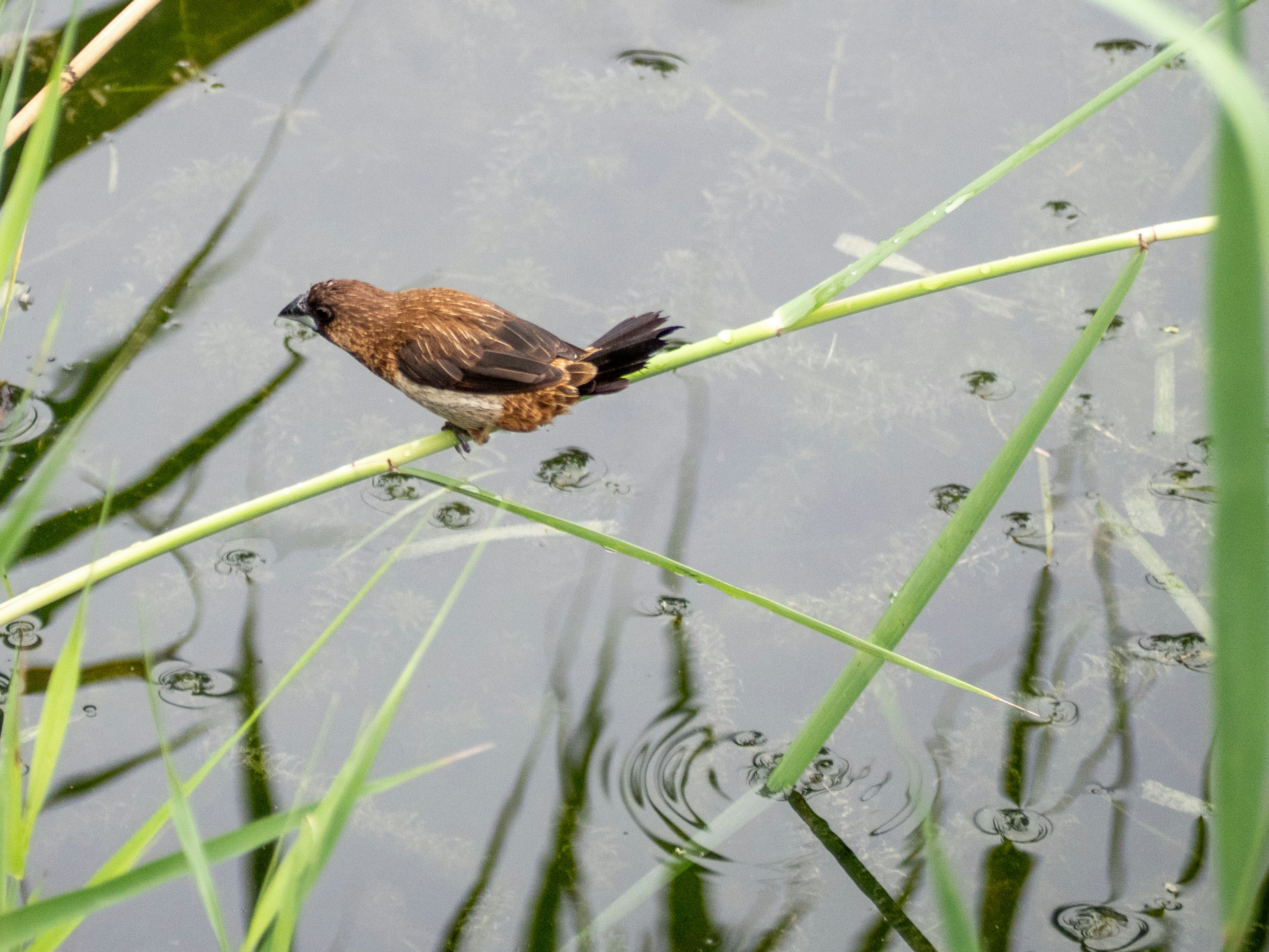 Tiny Wetland Acrobat: Brown Kingbird Perched Amid Ripples