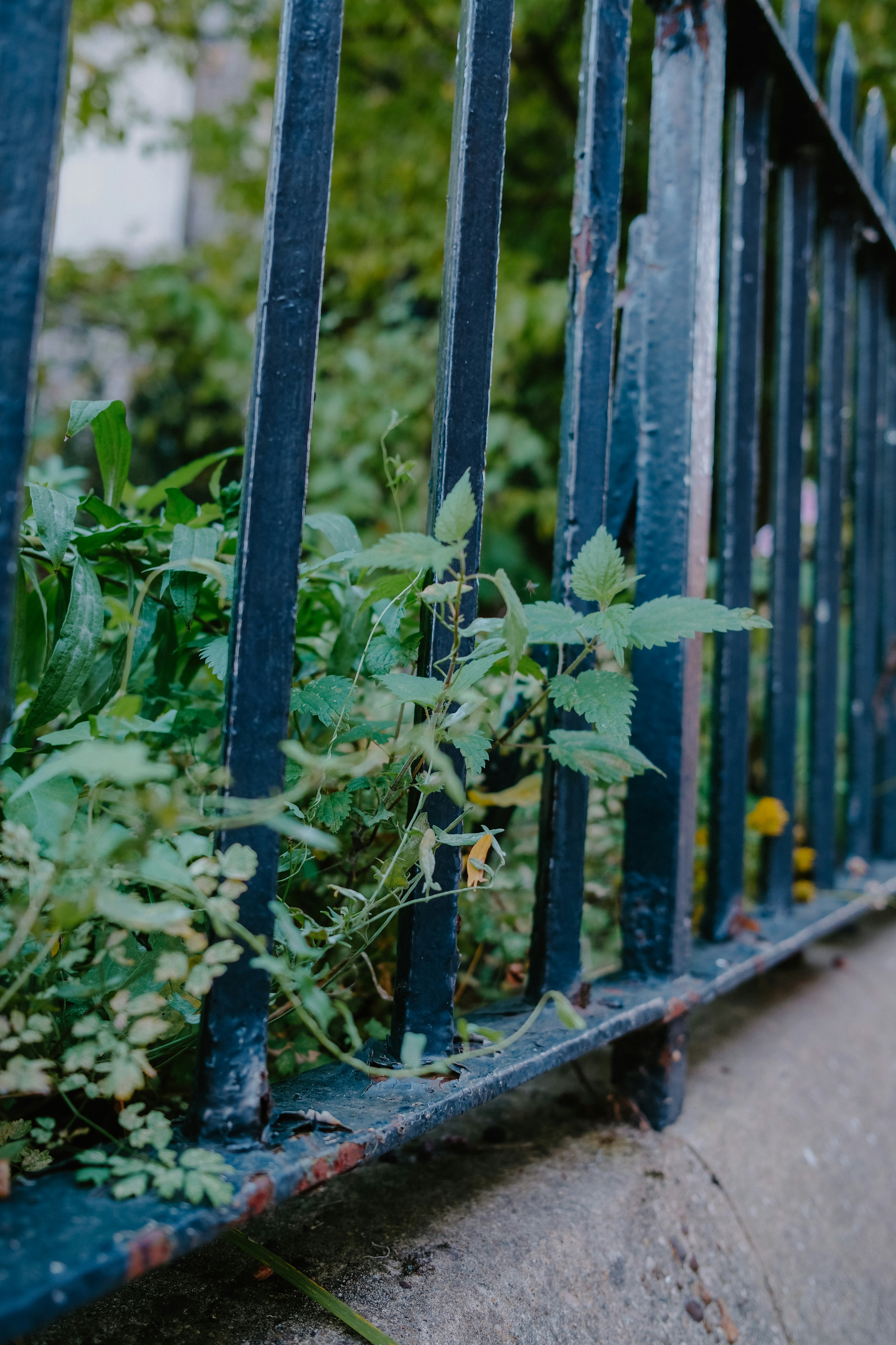 Greenery Encroaches on a Cast-Iron Fence