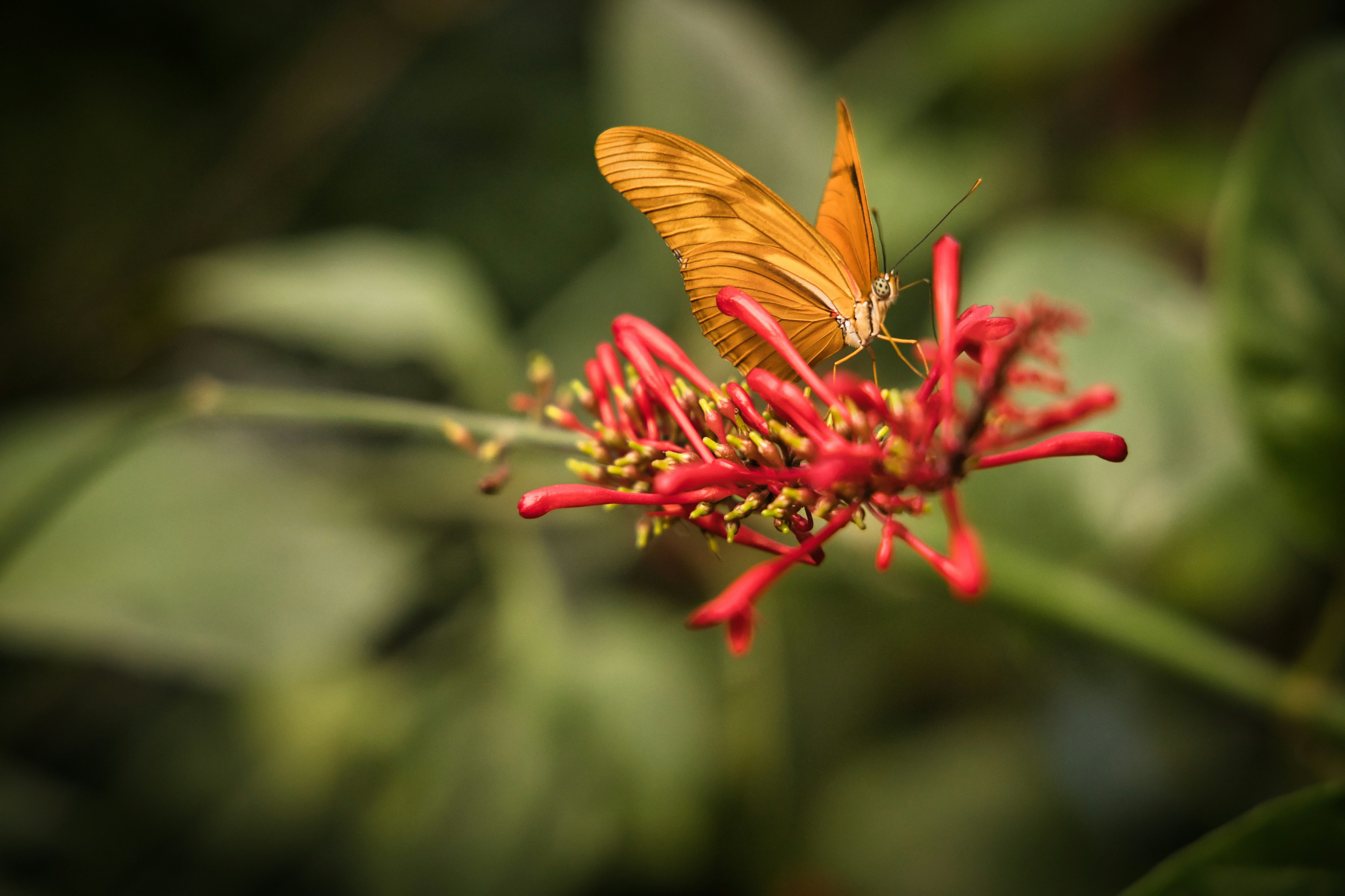 Amber Monarch on Crimson Bloom: A Delicate Hover