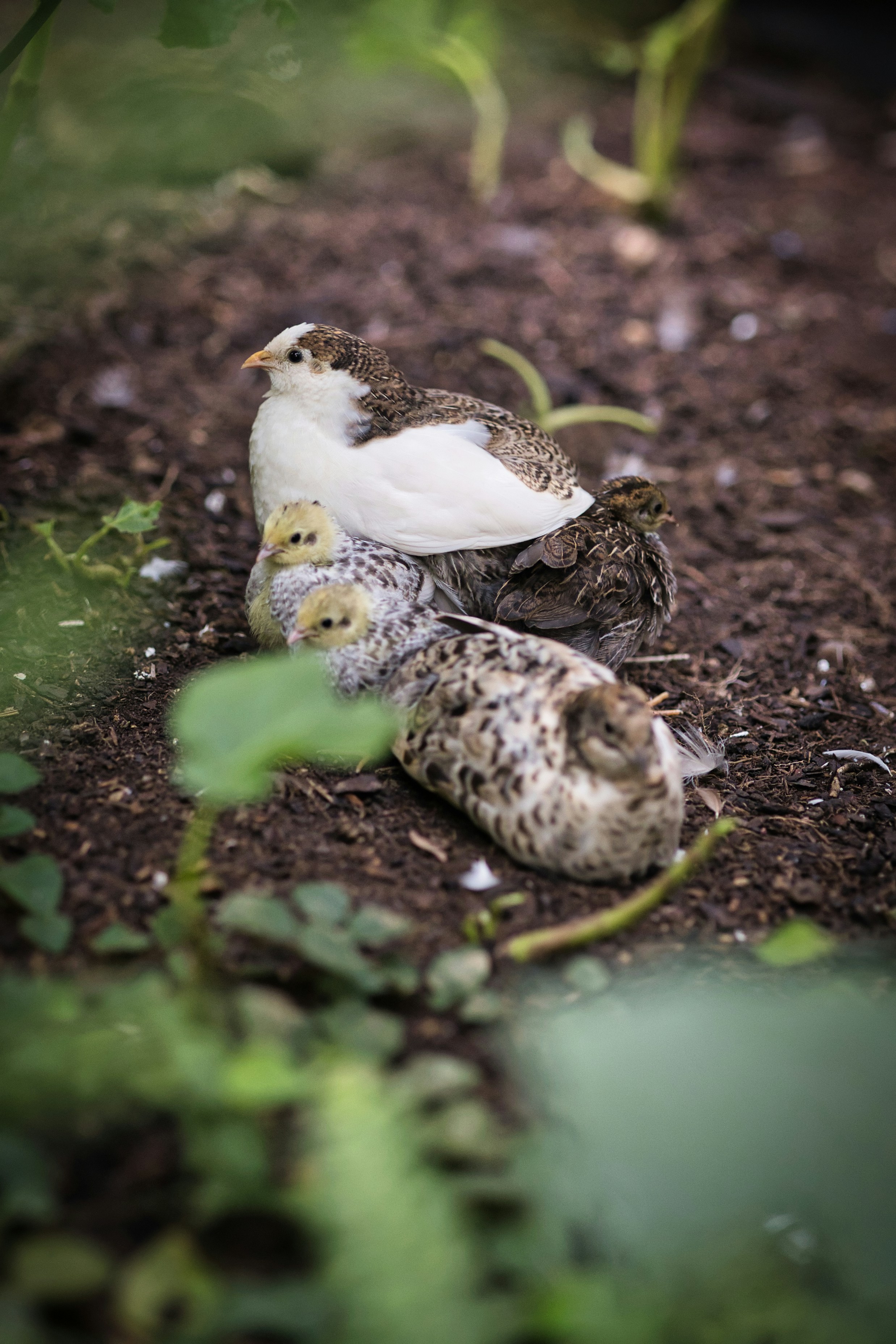 A mother bird and three fluffy chicks rest together on soil, surrounded by garden greenery.