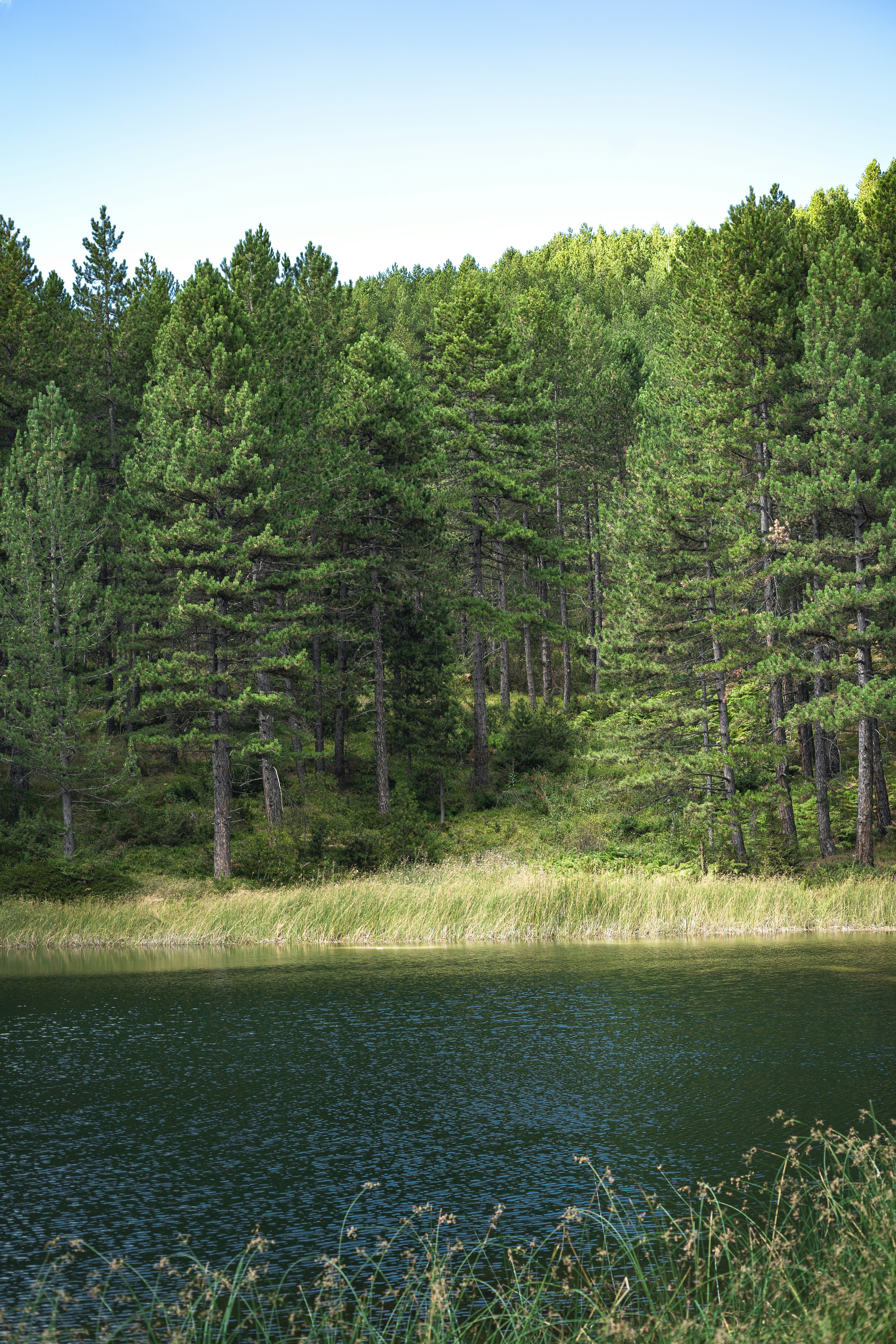 Calm lakefront with tall pine trees and grassy shore under a clear sky. A tranquil nature scene showcasing the forest meeting the water.