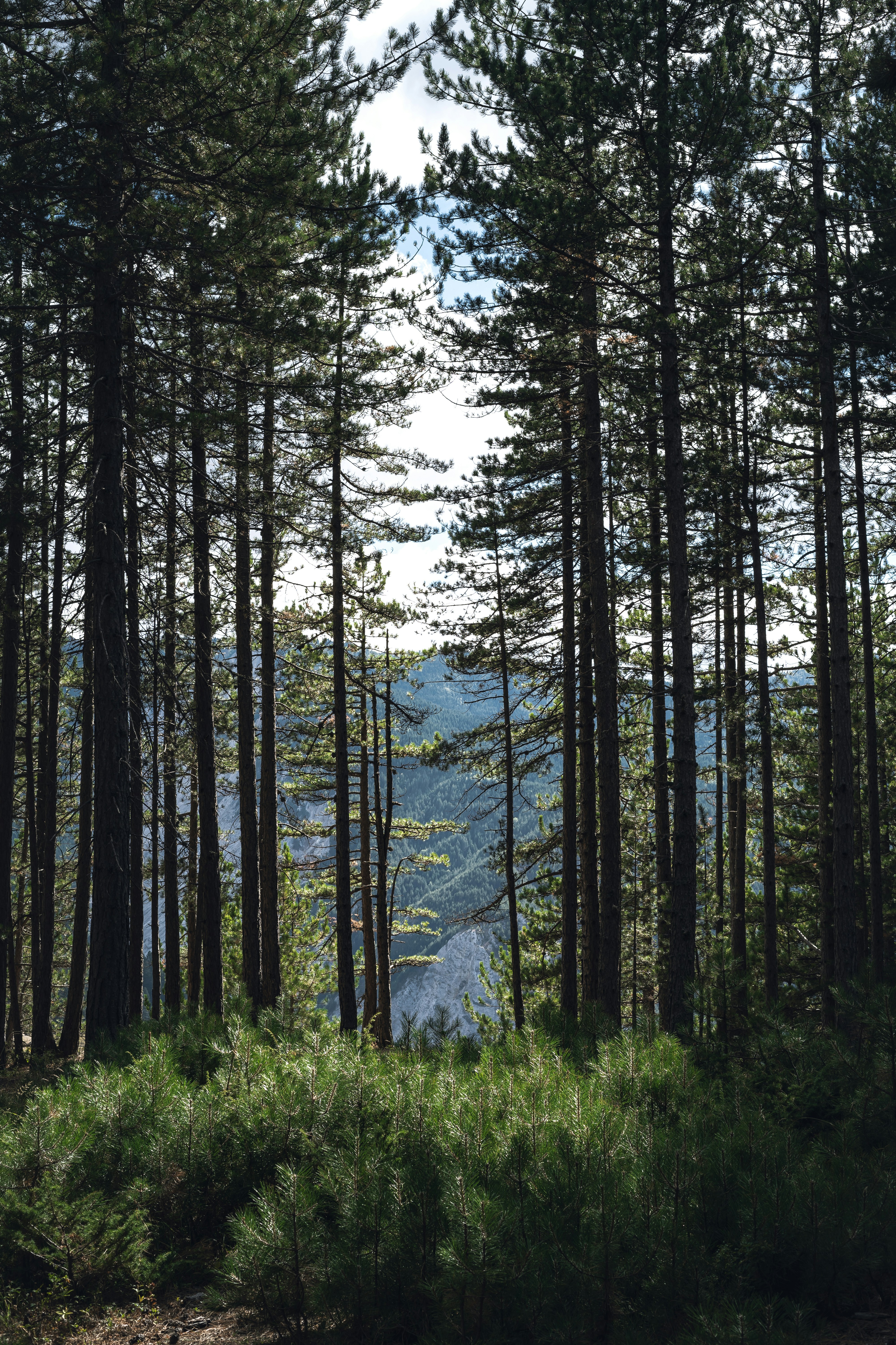 Dawn Through the Pines: A Quiet Forest Corridor