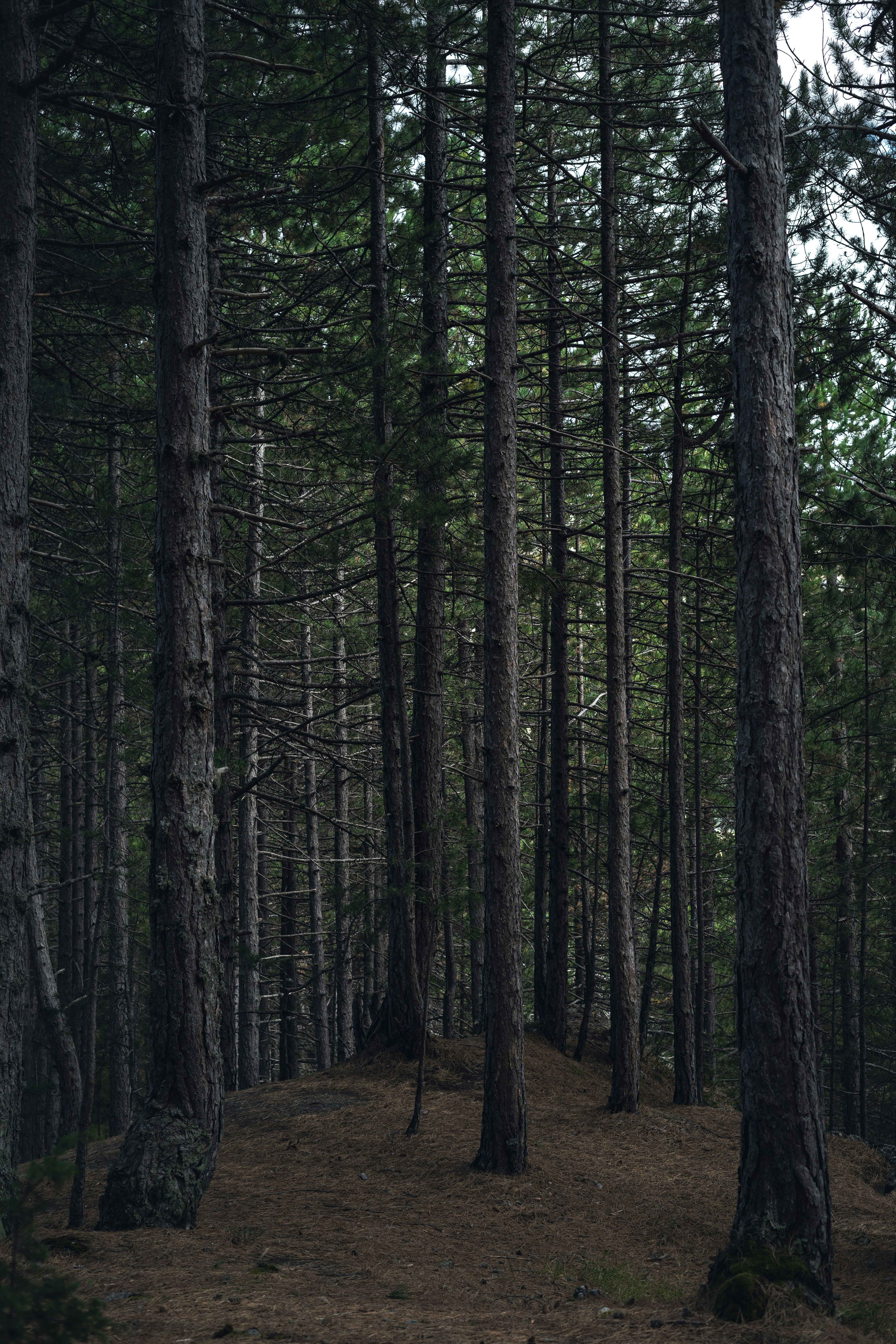 Whispering Pines: A Quiet Corridor Through the Forest